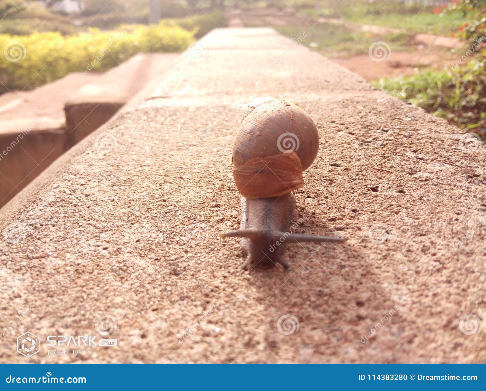 Shelly stock photo. Image of shelly, moving, snail, nature - 114383280