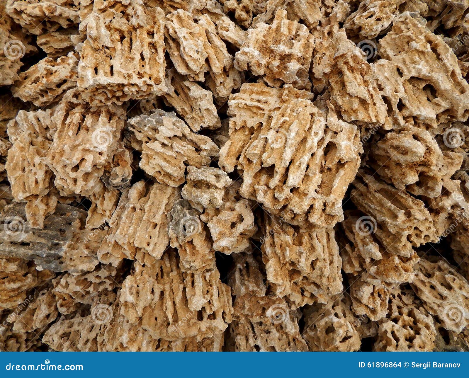 Shelly Stone Texture Background Stock Photo - Image of rock, shell ...