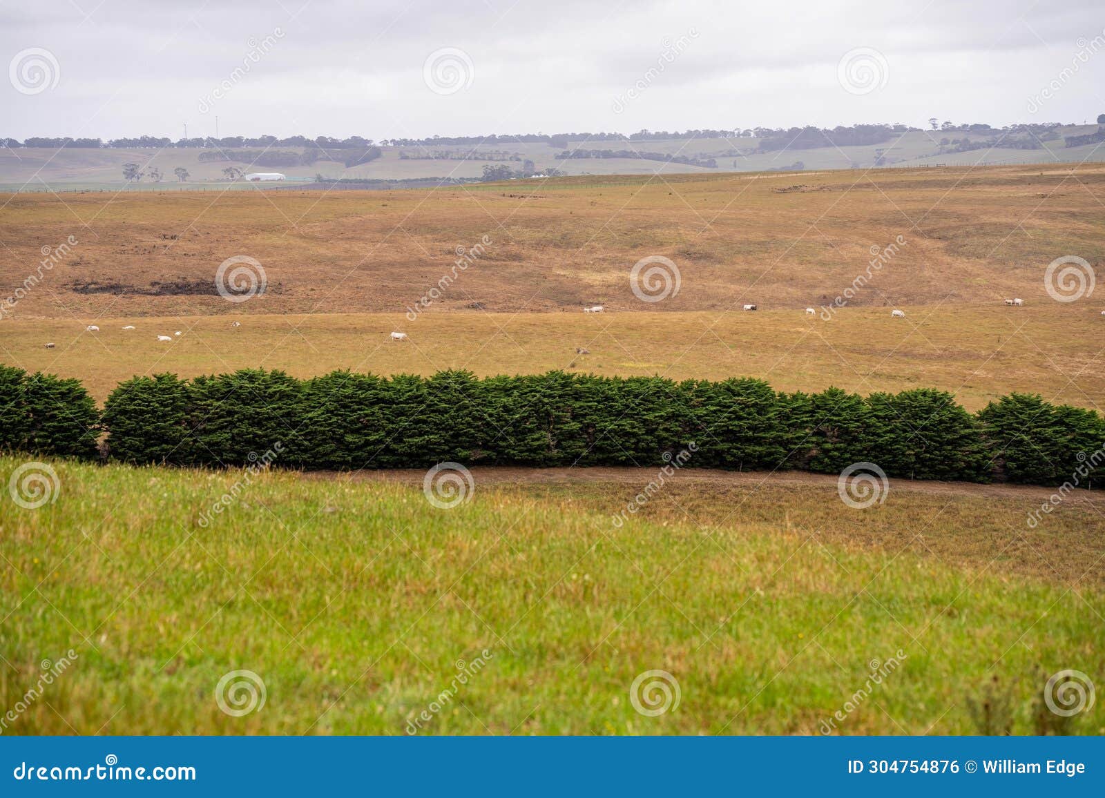 Shelter Belt in a Field, Tree Hedge of a Farm in Australia Stock Photo ...