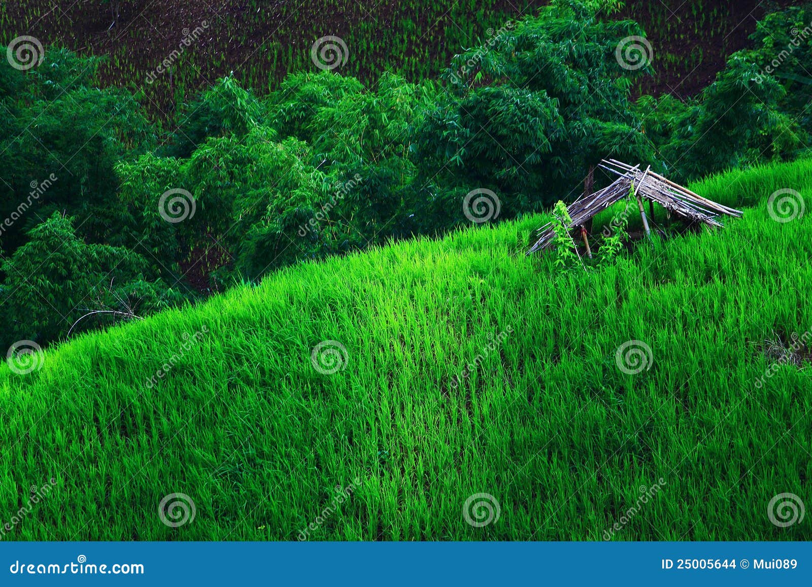 Shelter stay and field stock photo. Image of alone, thailand - 25005644