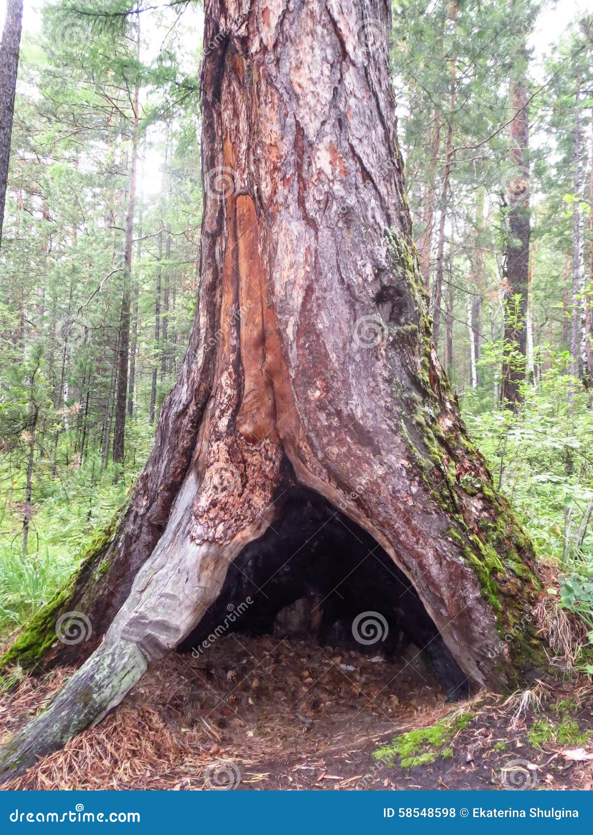 Shelter in a tree stock photo. Image of forest, moss - 58548598