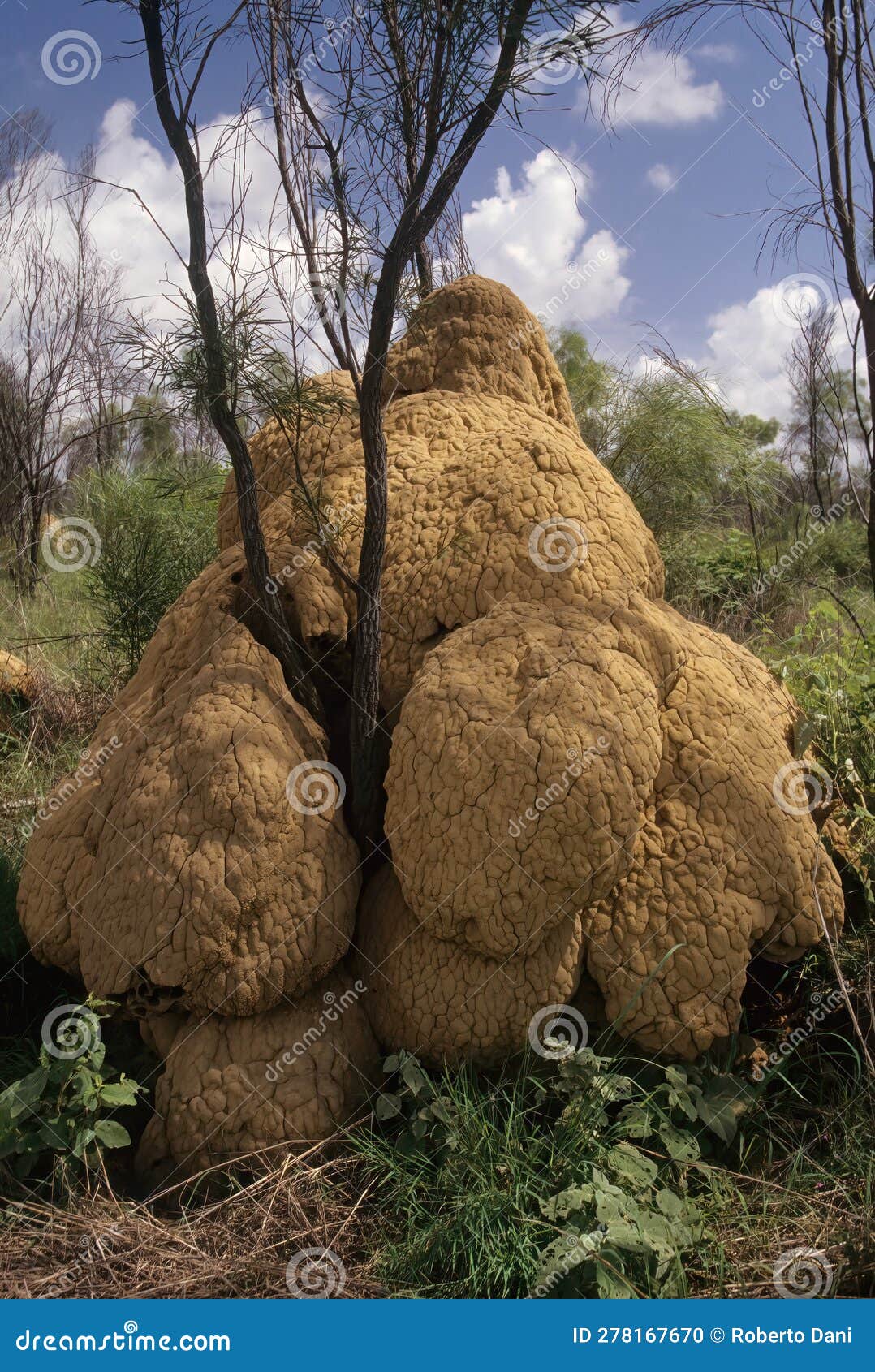 Shelter tubes Termites stock photo. Image of subterranean - 278167670