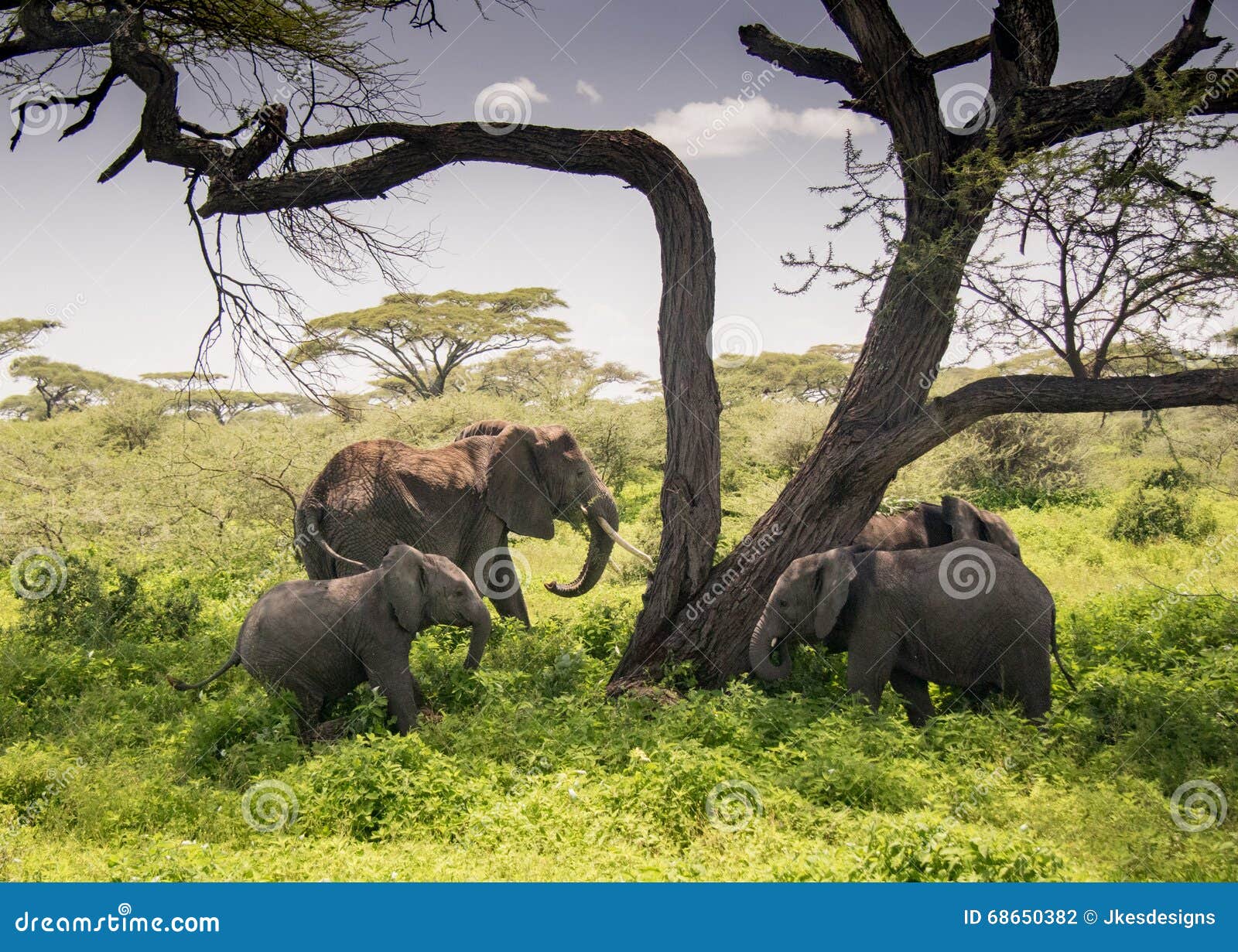 Shelter under a tree stock photo. Image of elephants - 68650382