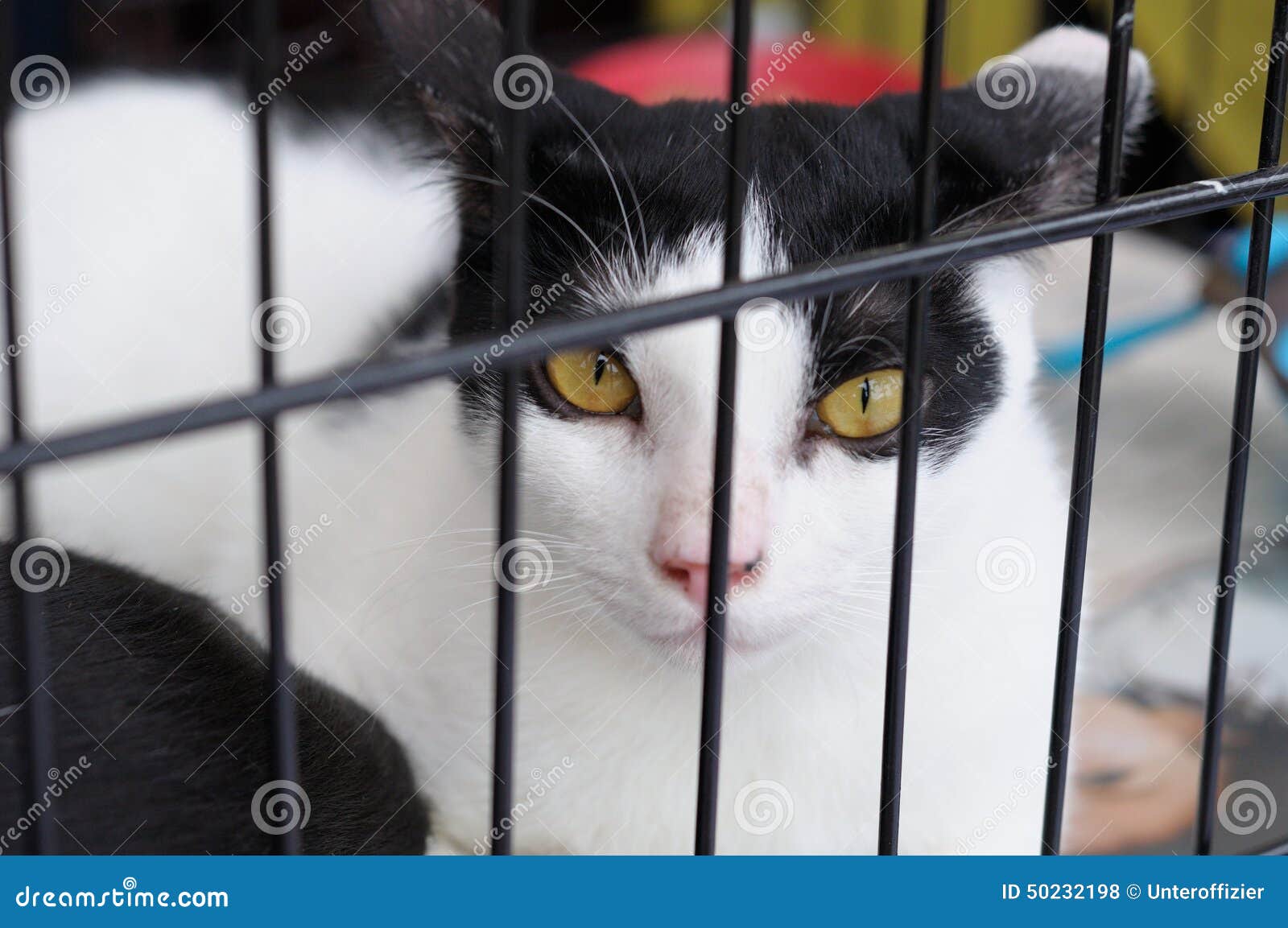 Sheltered Cat stock photo. Image of gaze, curiosity, stray - 50232198