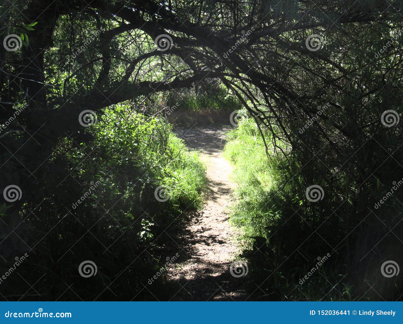 Sheltered path stock image. Image of utah, path, sheltered - 152036441