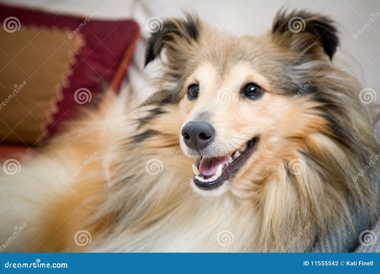 Sheltie stock photo. Image of sheepdog, animal, breed - 11555542