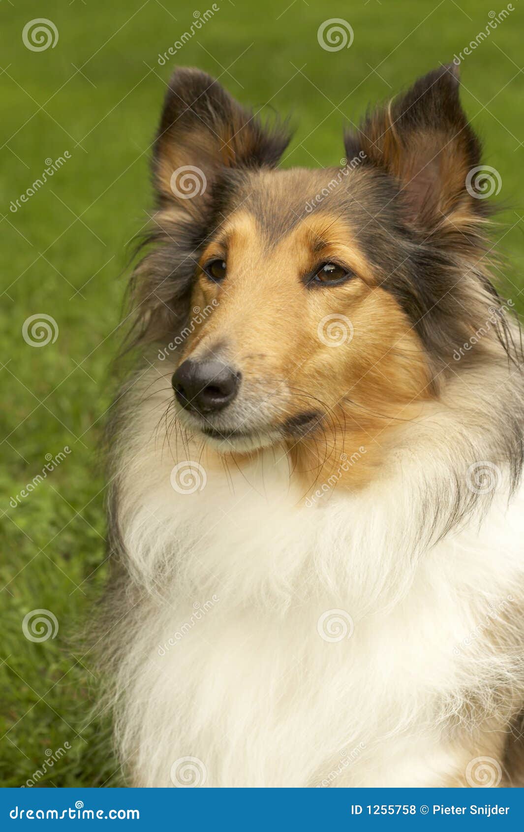 Sheltie stock photo. Image of bestfriend, friend, pure - 1255758
