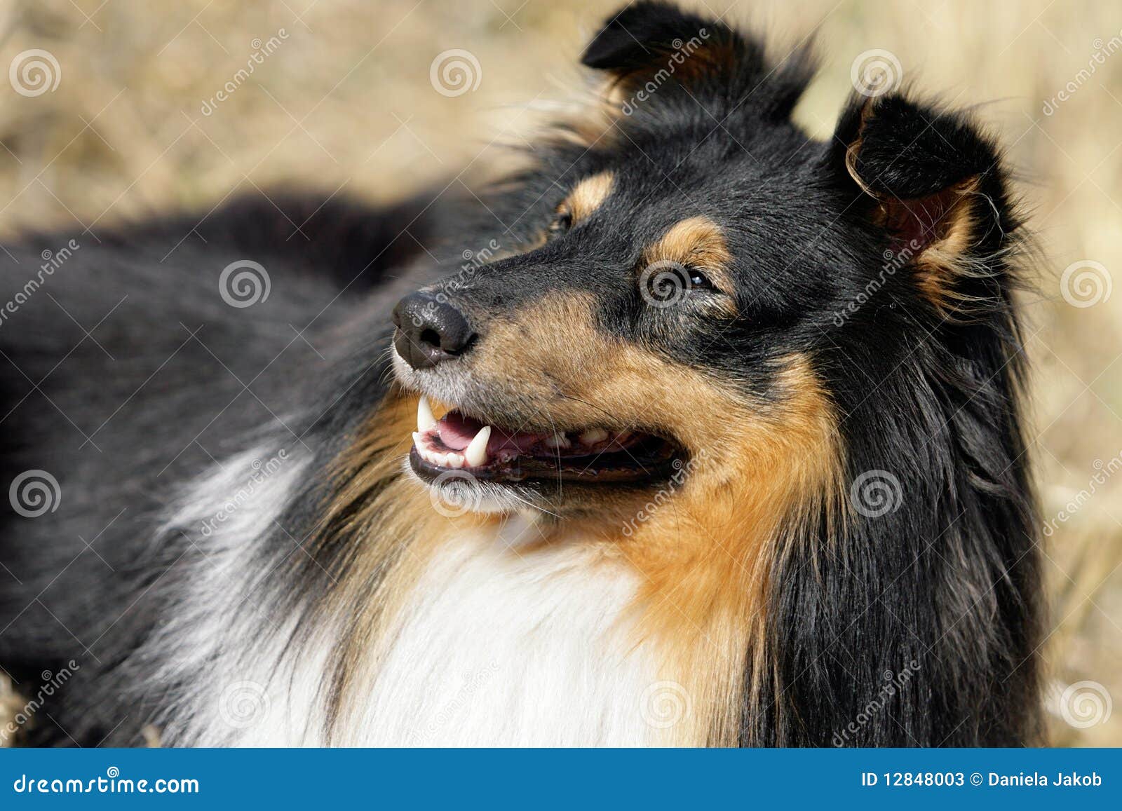 Sheltie stock image. Image of look, curious, nature, long - 12848003