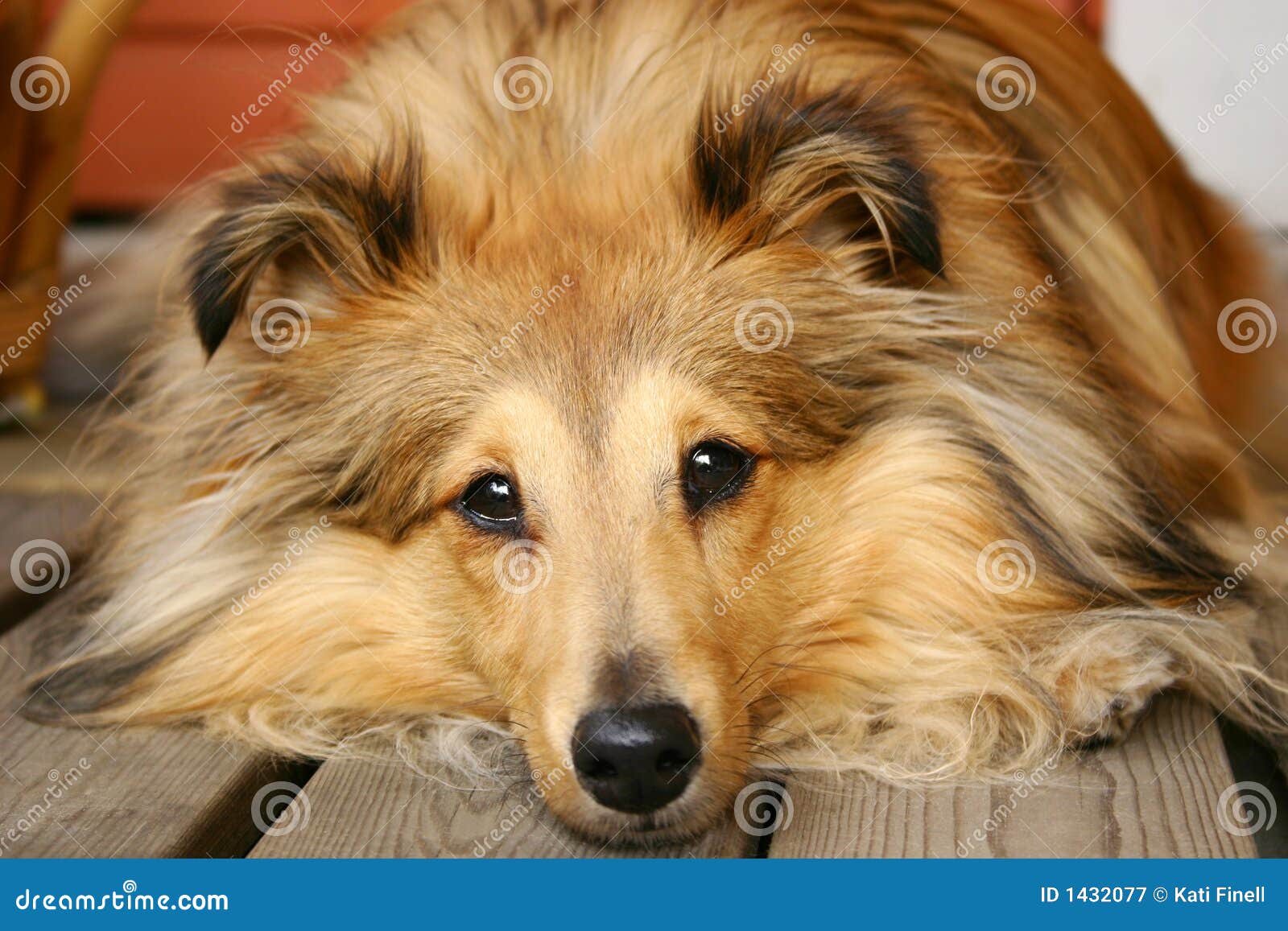 Sheltie stock image. Image of brown, outside, wood, peak - 1432077