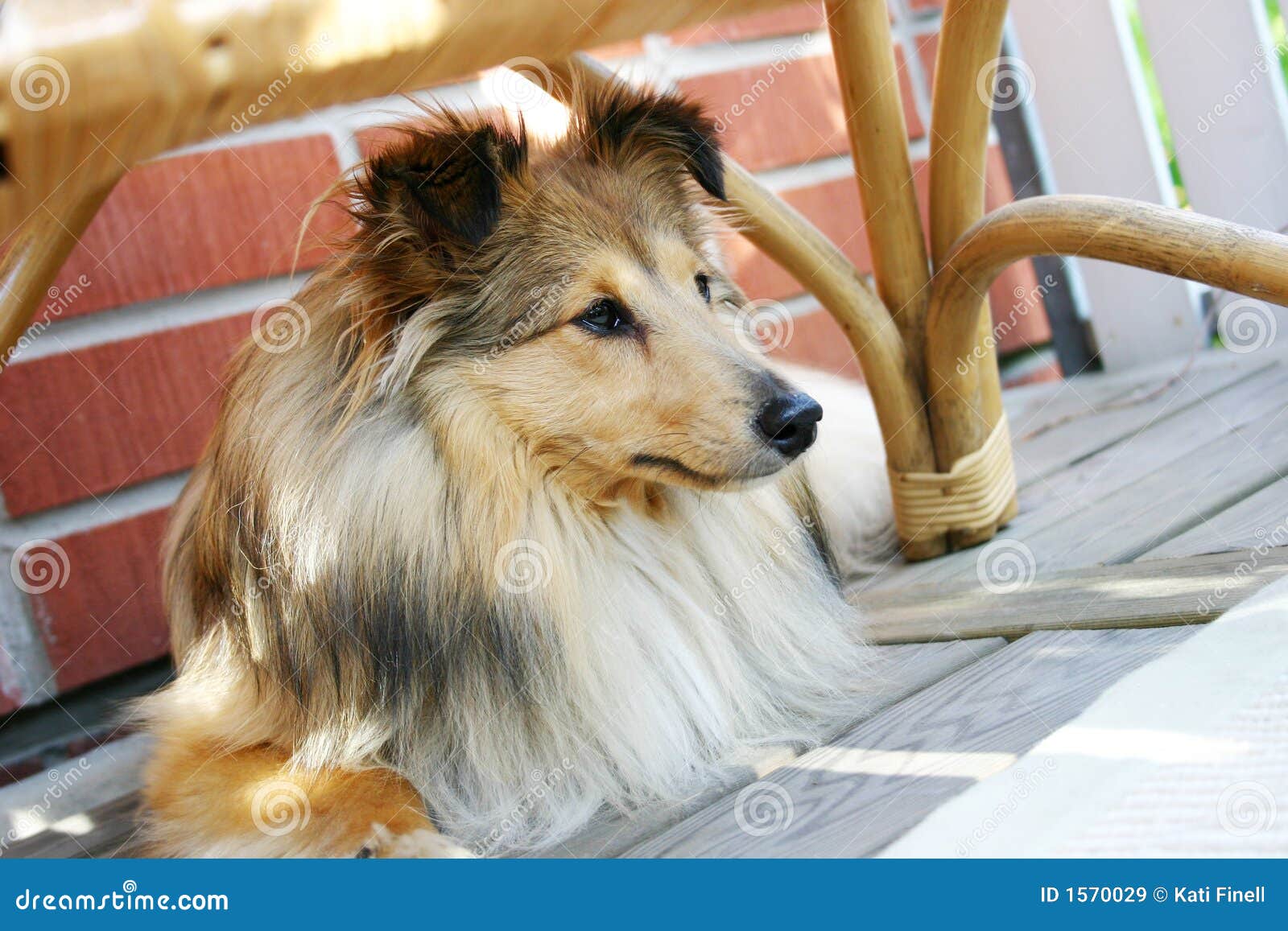 Sheltie stock image. Image of breed, nice, patio, cute - 1570029
