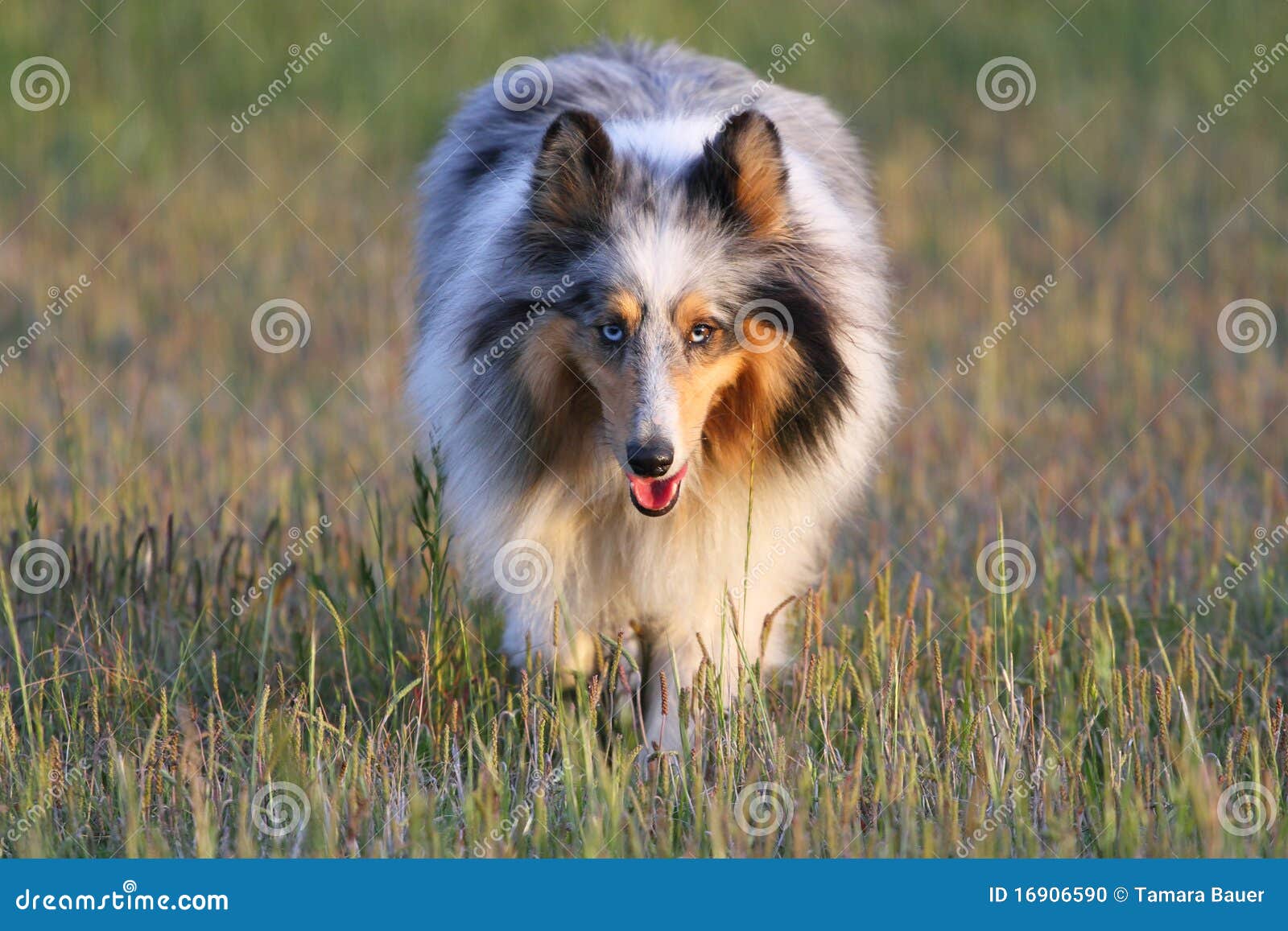 Sheltie stock photo. Image of meadow, nature, shetland - 16906590
