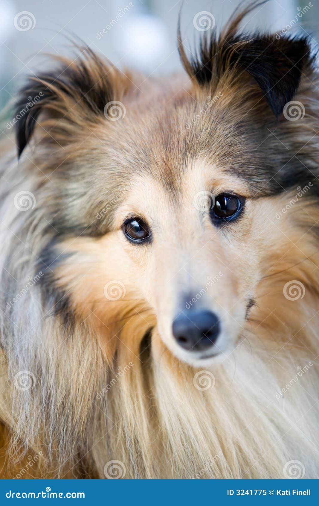Sheltie stock image. Image of shetlandsheepdog, furry - 3241775