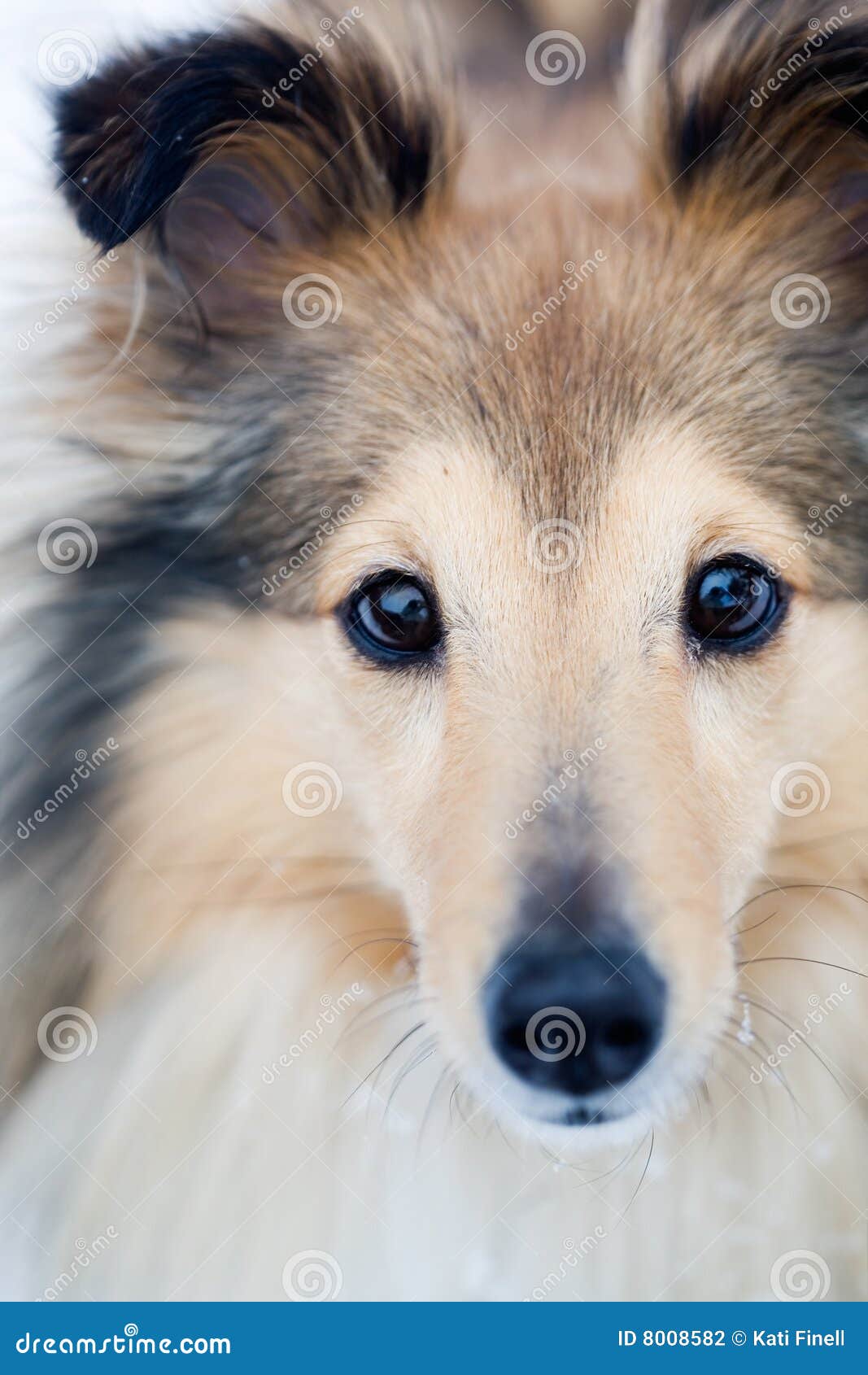 Sheltie stock photo. Image of furry, animal, brown, adorable - 8008582