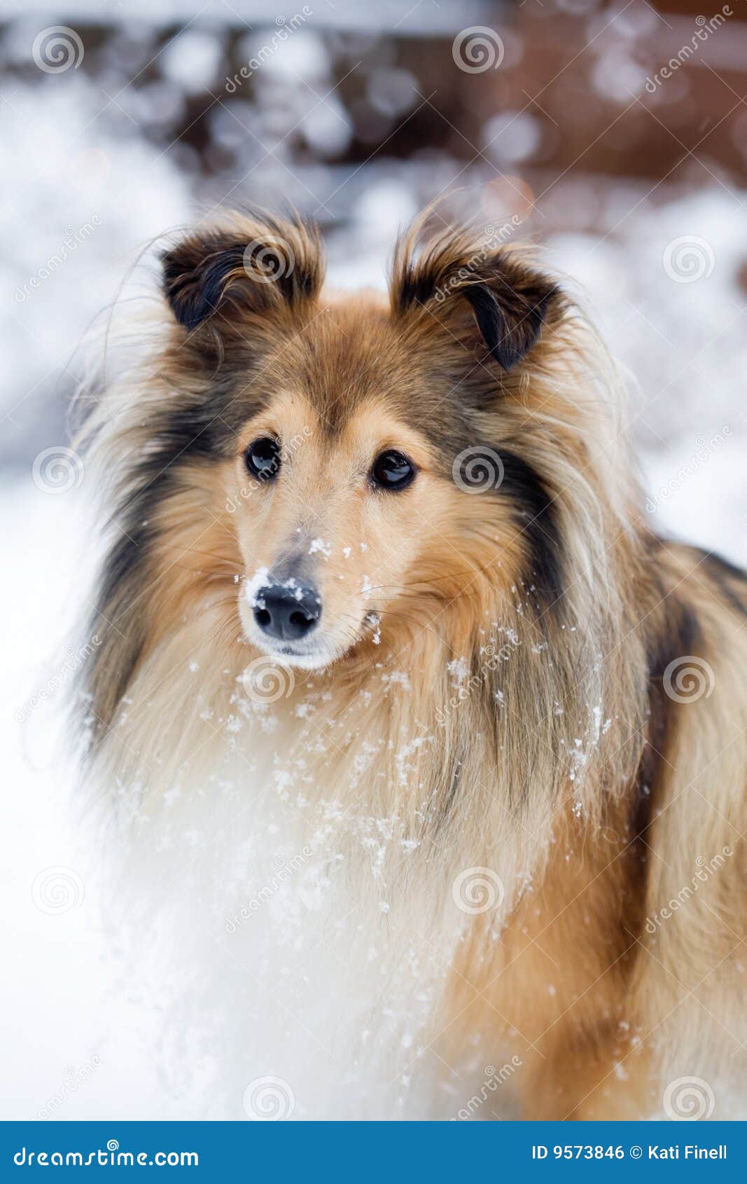 Sheltie stock photo. Image of portrait, beautiful, mammal - 9573846