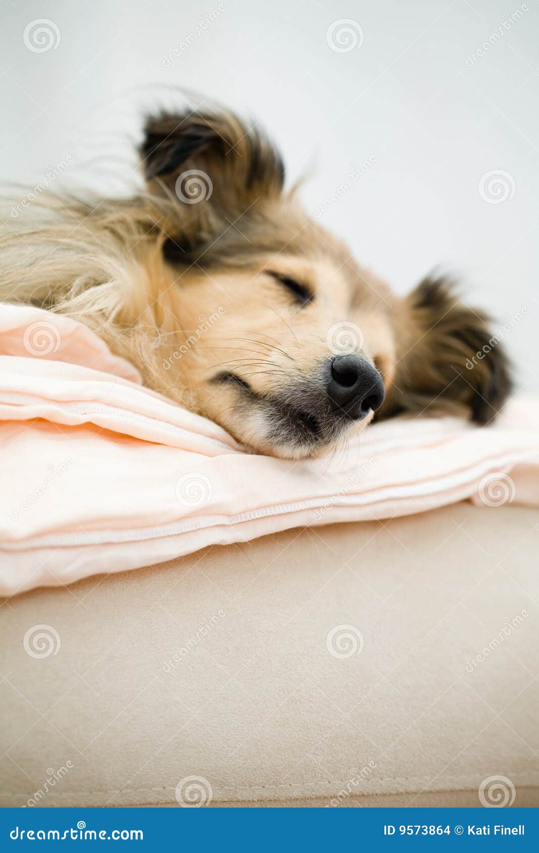 Sheltie stock photo. Image of nose, adorable, nature, mammal - 9573864