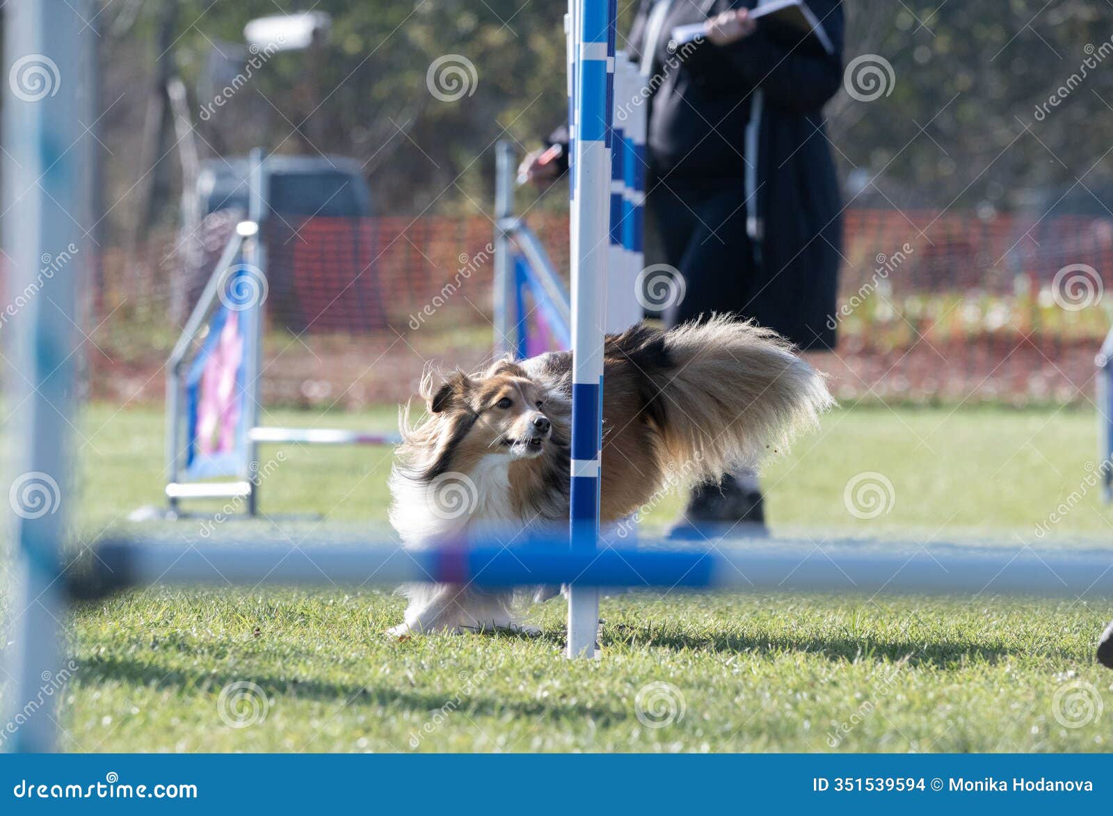 Sheltie at Agility Competitions. Running through Obstacles and Tunnels ...