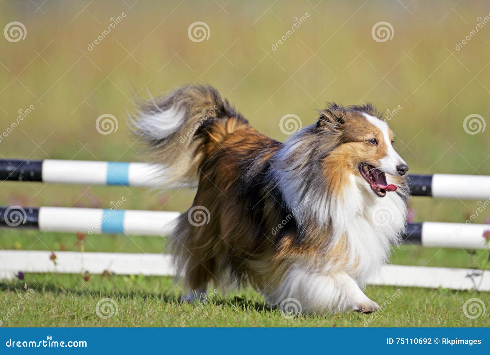 Sheltie at Agility Course stock photo. Image of mammal - 75110692
