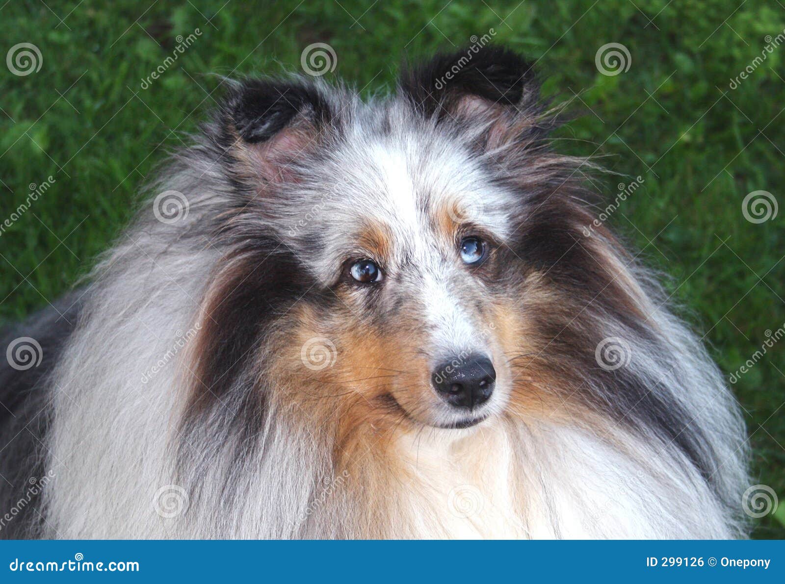 Sheltie azul 7 foto de archivo. Imagen de perrito, obediente - 299126