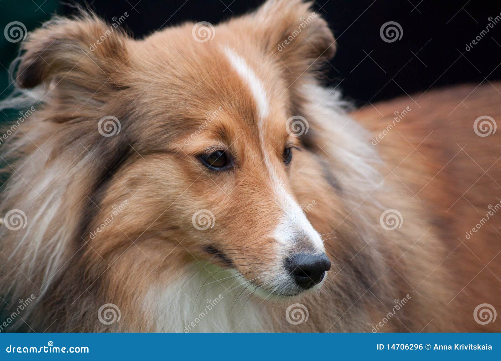Sheltie - De Hond Van De Schapen Van Shetland Stock Foto - Image of ...
