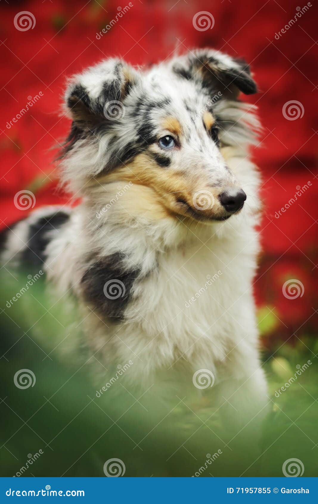 Sheltie De La Raza Del Perro Tricolor Imagen de archivo - Imagen de ...