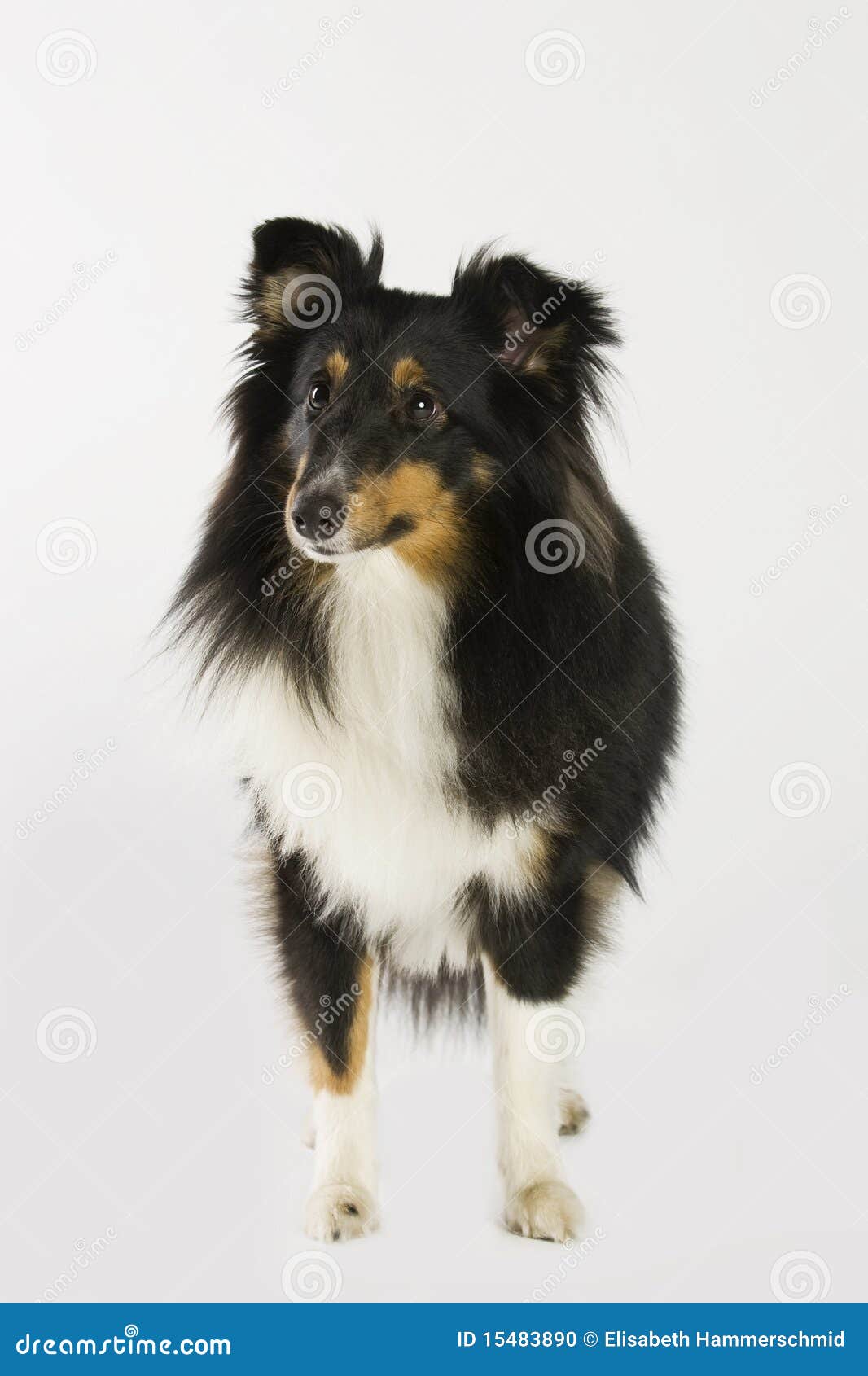 Sheltie Dog stock photo. Image of eyes, isolated, doggy - 15483890