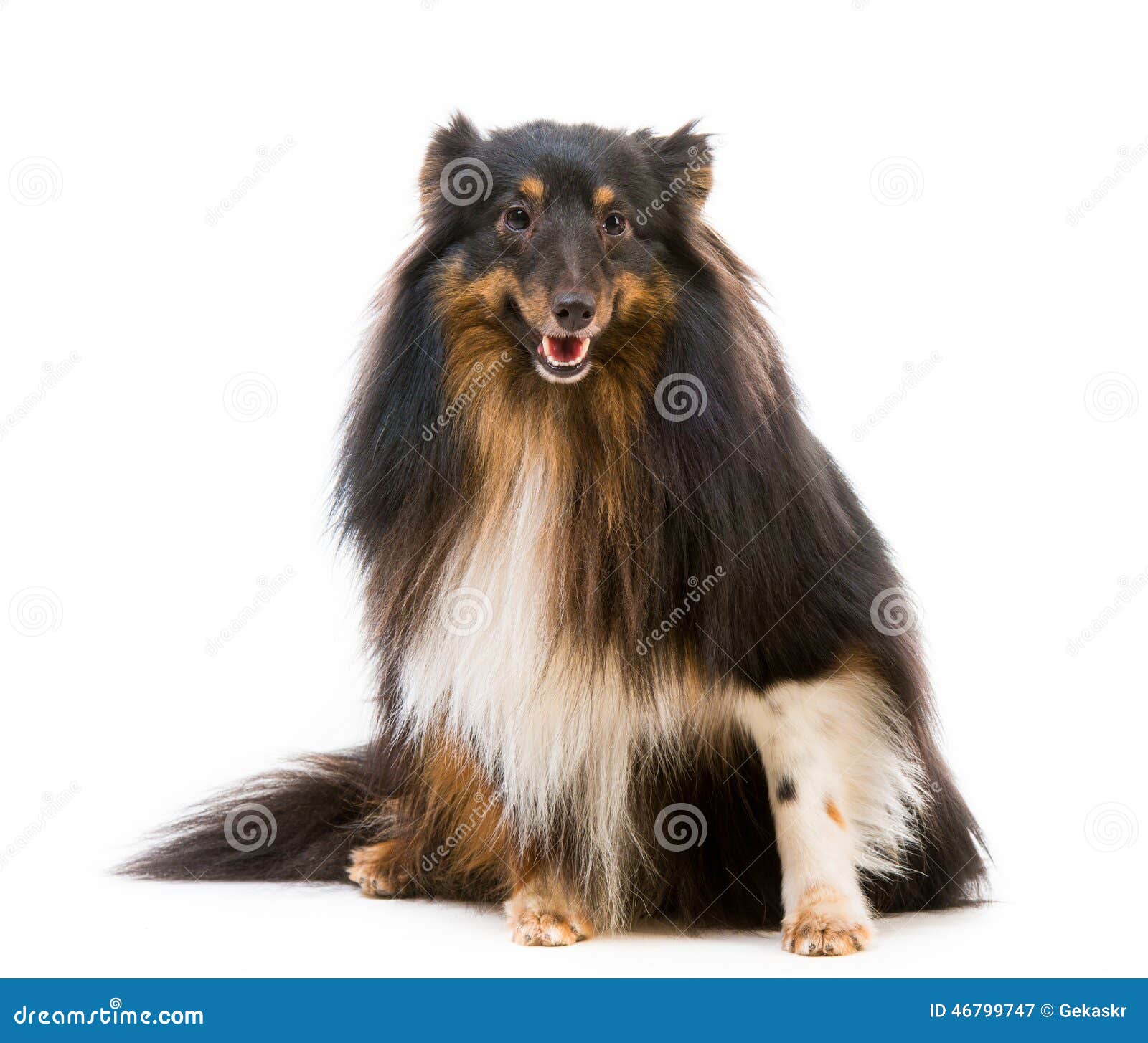 Sheltie dog breed stock image. Image of collie, scotch - 46799747