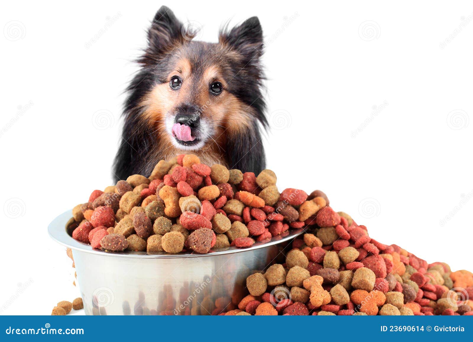 Sheltie and dog food bowl stock photo. Image of licking - 23690614