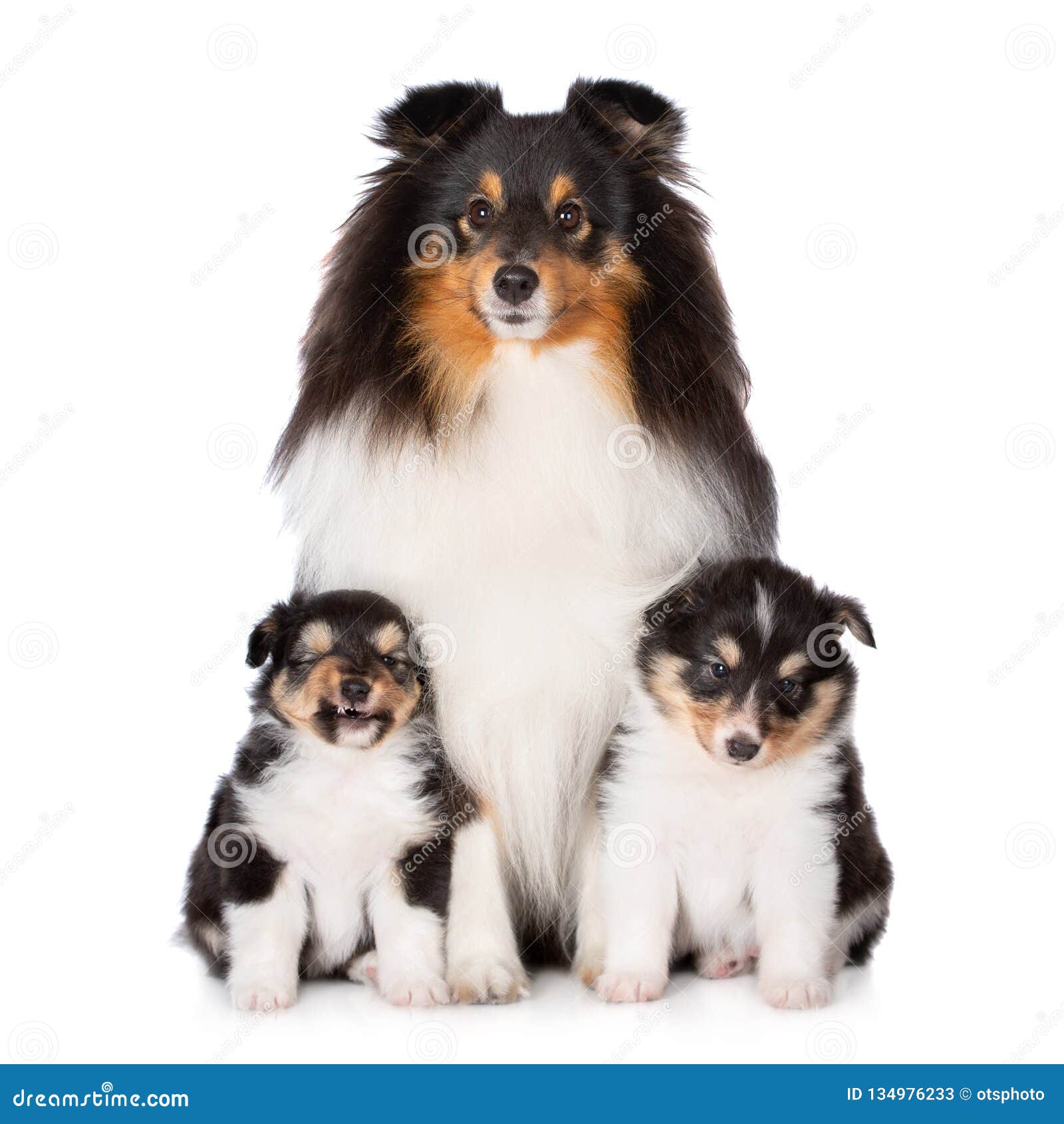 Sheltie Dog Posing with Two Puppies Stock Image - Image of posing ...