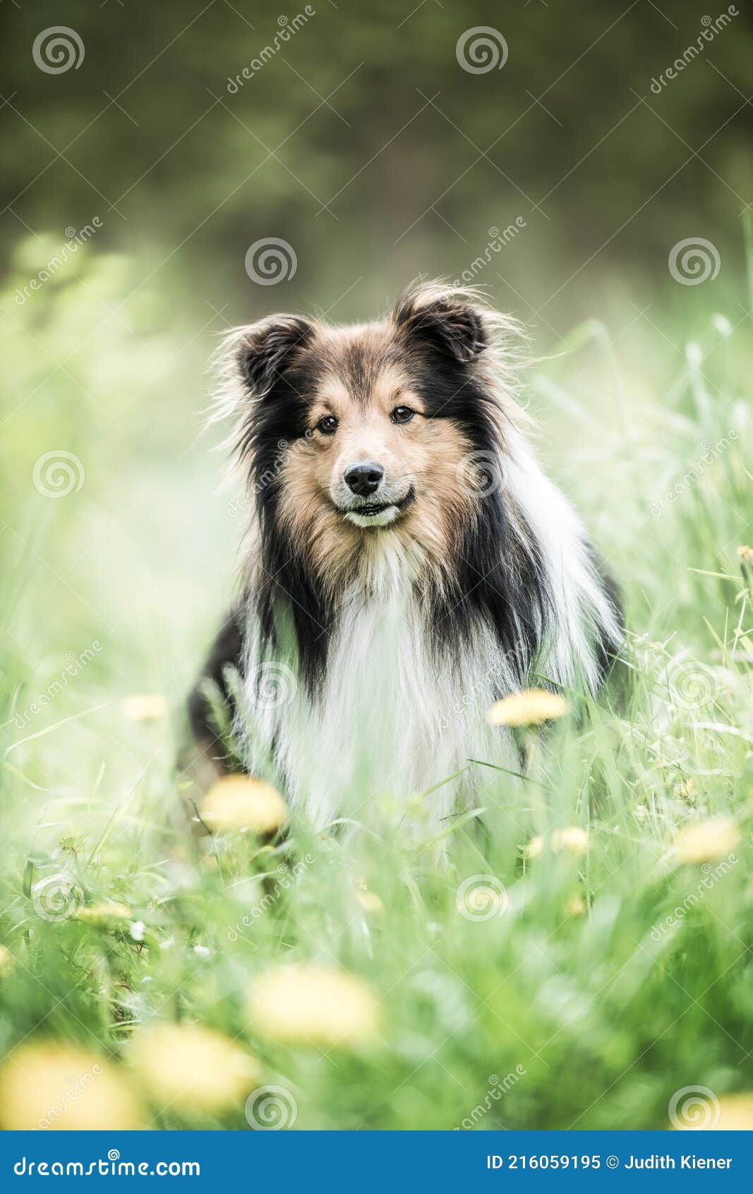 Sheltie Dog in a Spring Flower Meadow Stock Image - Image of springtime ...