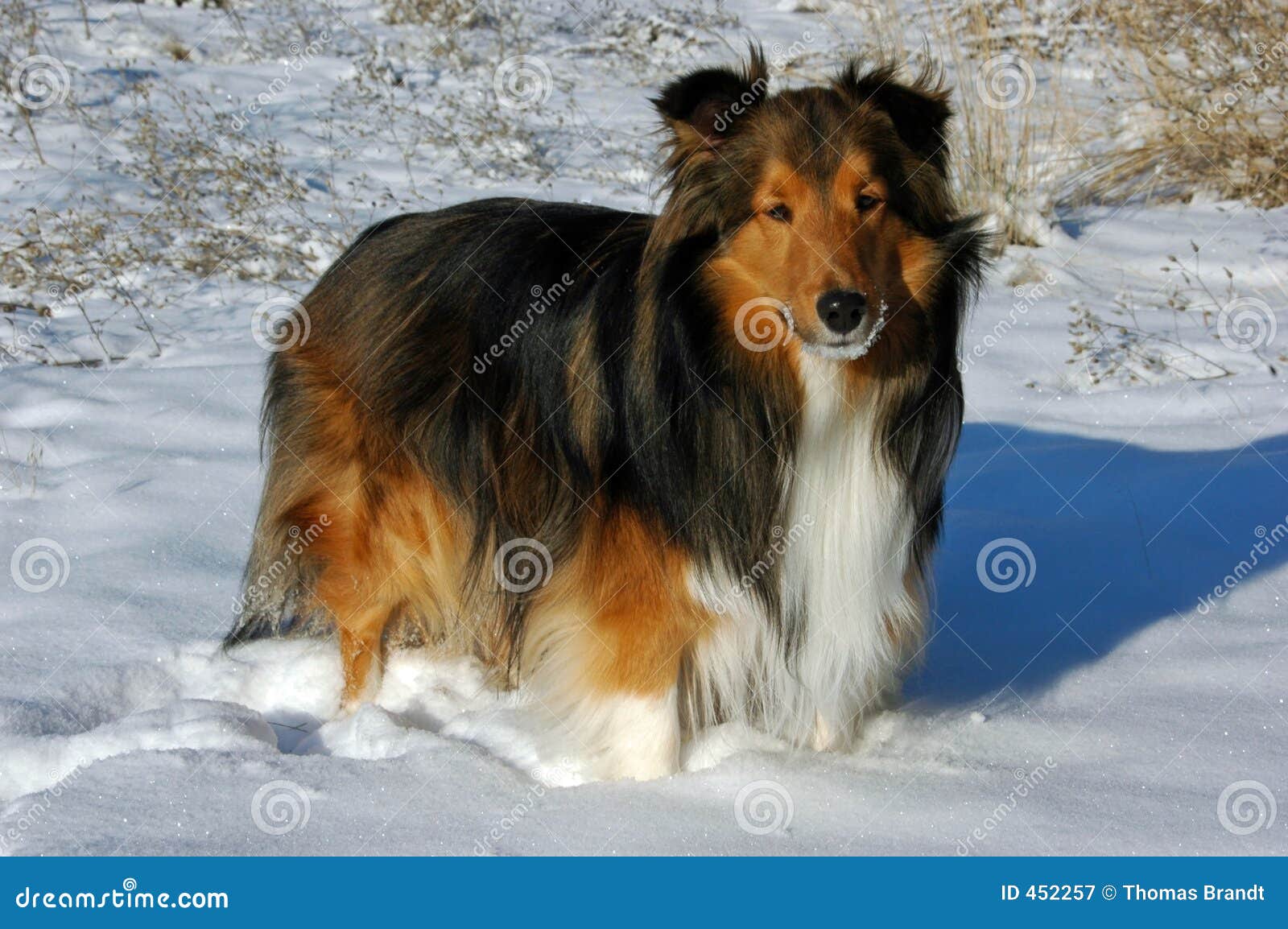 Sheltie en la nieve imagen de archivo. Imagen de animal - 452257