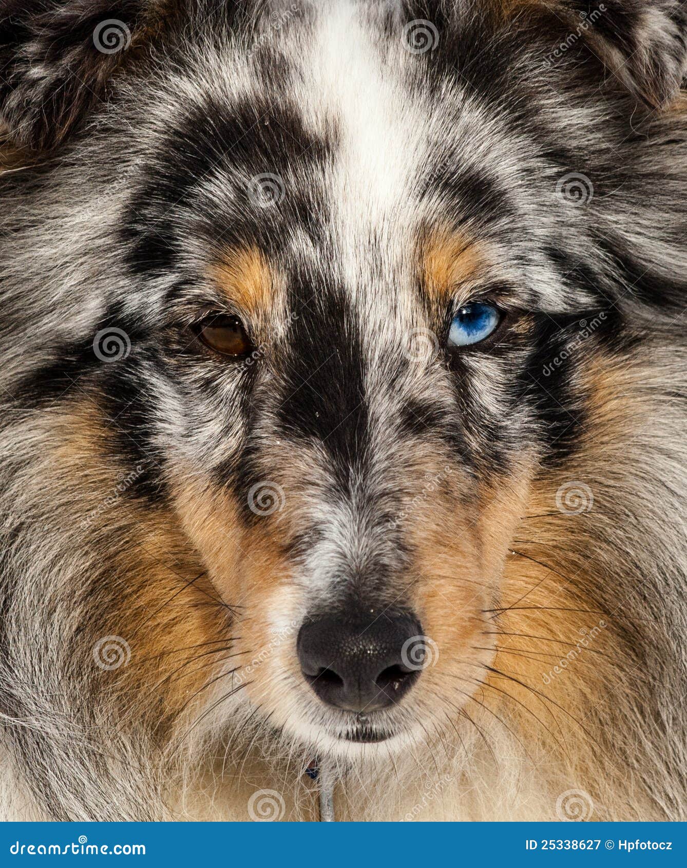 Sheltie Merle Face Portrait Stock Image - Image of sheepdog, nature ...
