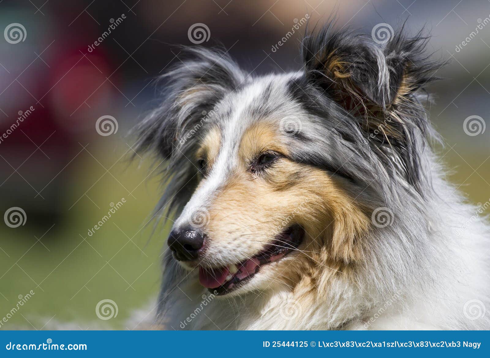 Sheltie portrait stock image. Image of happy, single - 25444125