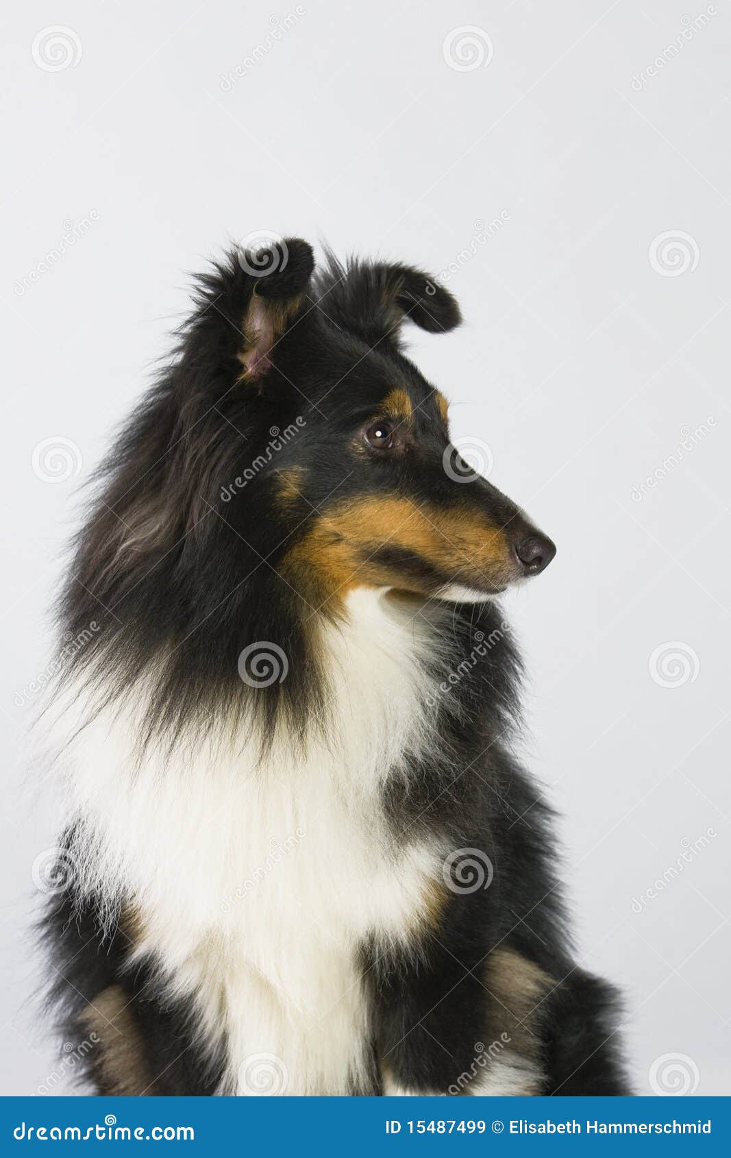 Sheltie Profil stock image. Image of background, domestic - 15487499