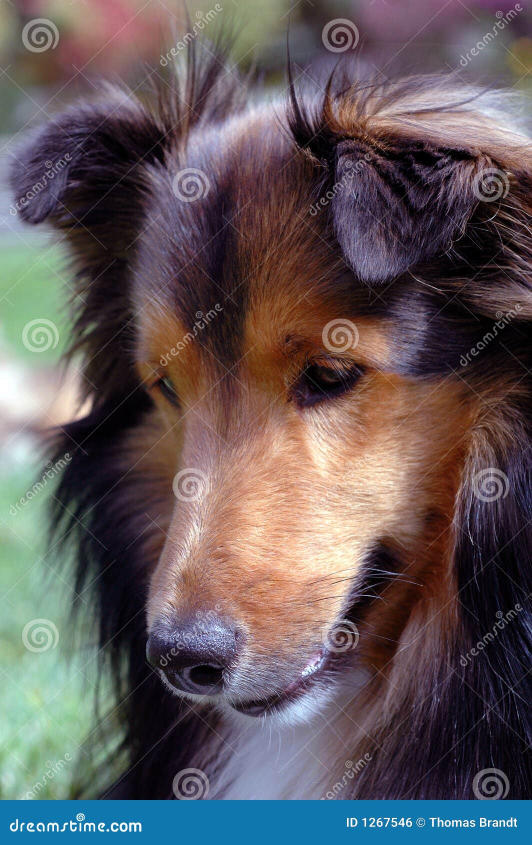 Macro Portrait of a Shaded Mahogany Sable Sheltie Stock Photo - Image ...