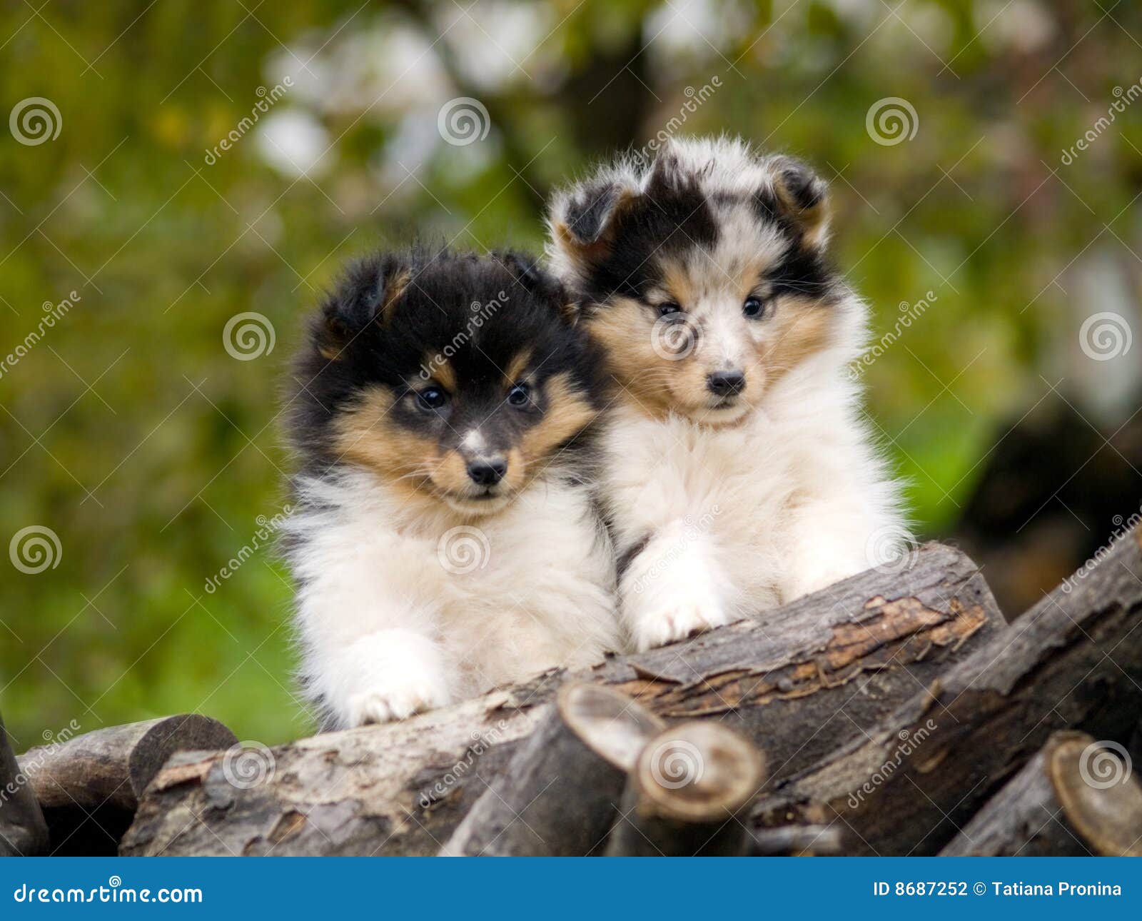 Sheltie puppies stock photo. Image of puppies, cheerful - 8687252
