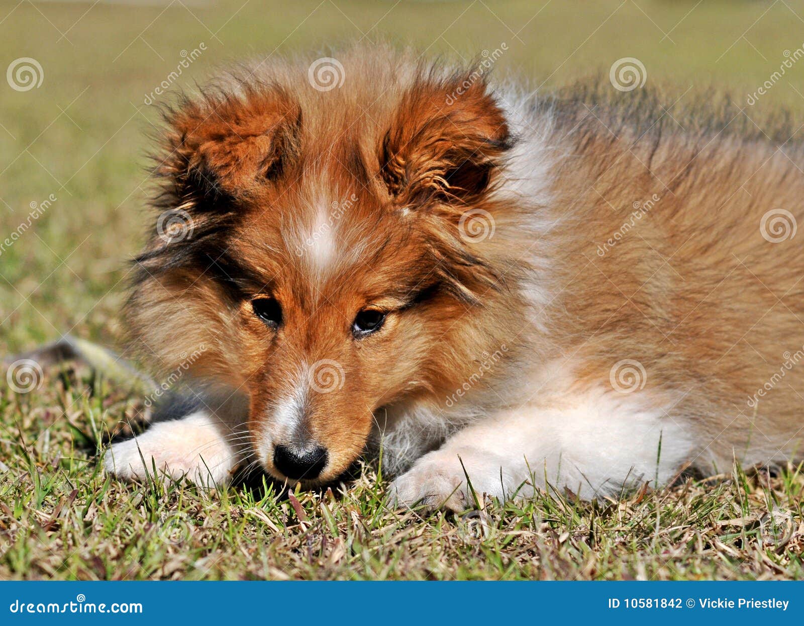 Sheltie Puppy stock photo. Image of canine, sheepdog - 10581842