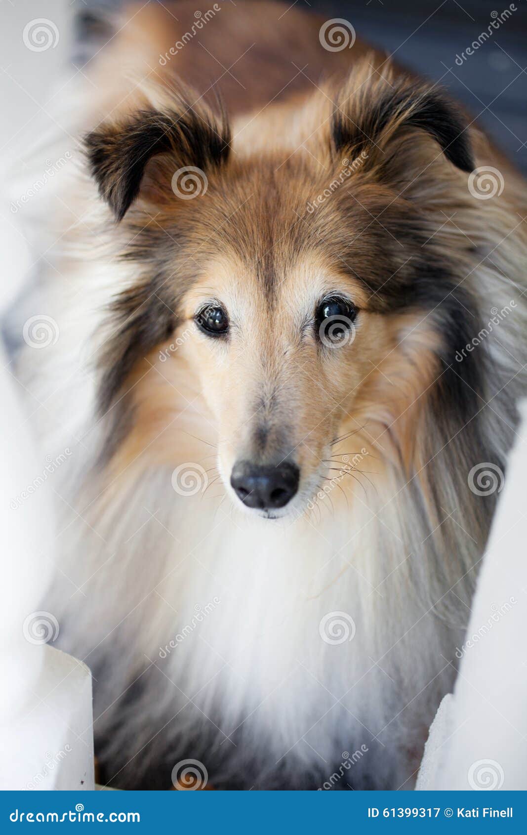 Sheltie stock image. Image of look, mammal, adorable - 61399317