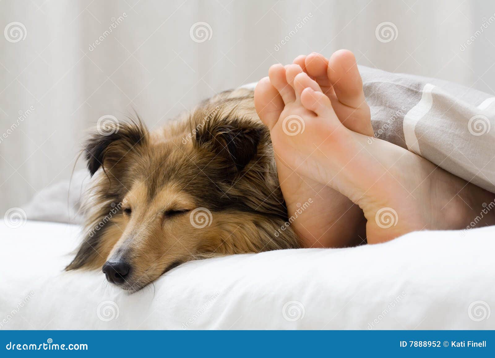 Sheltie Sleeping with Her Owner Stock Photo - Image of relaxing, life ...