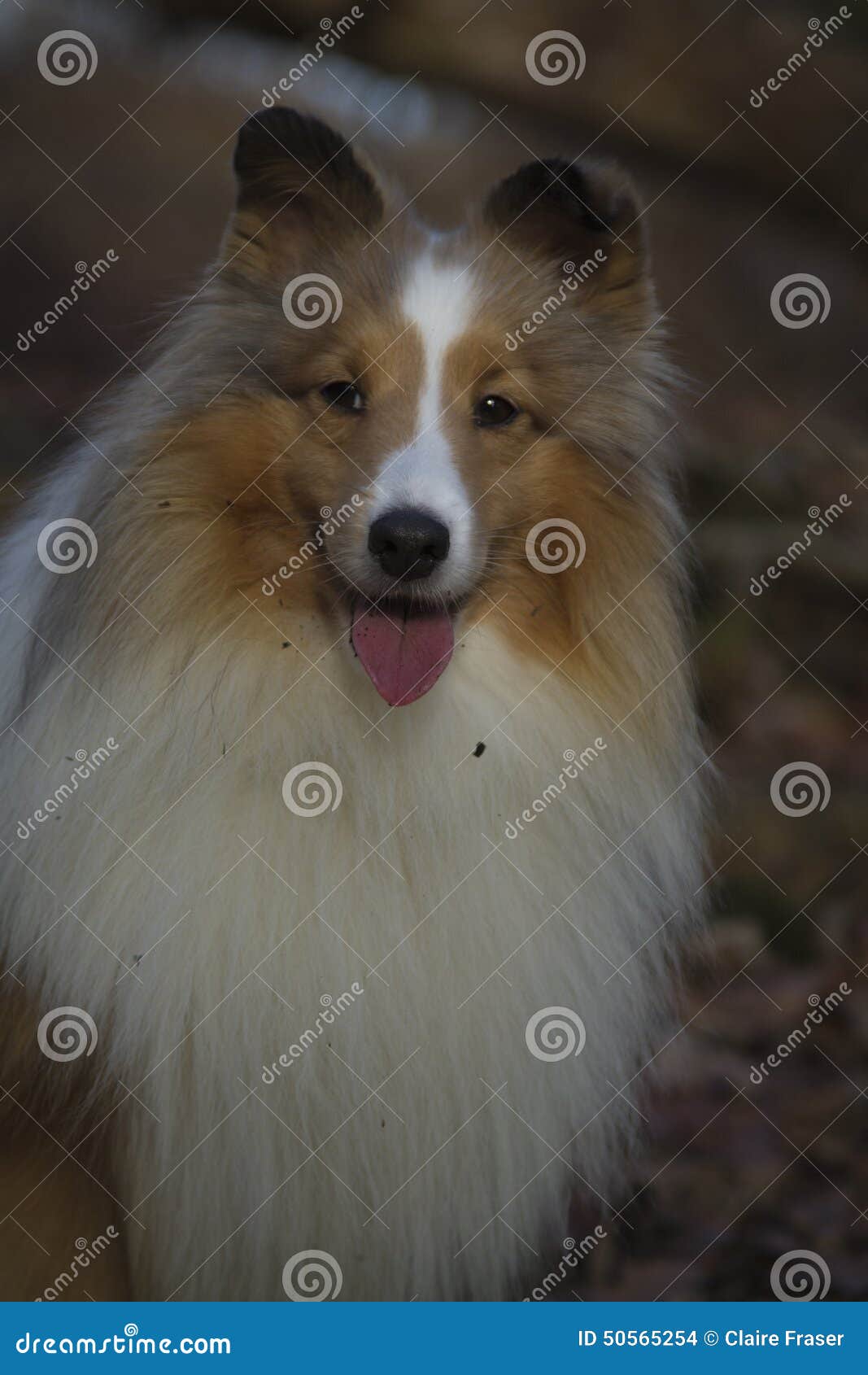 Sheltie smiling stock photo. Image of shetland, cute - 50565254