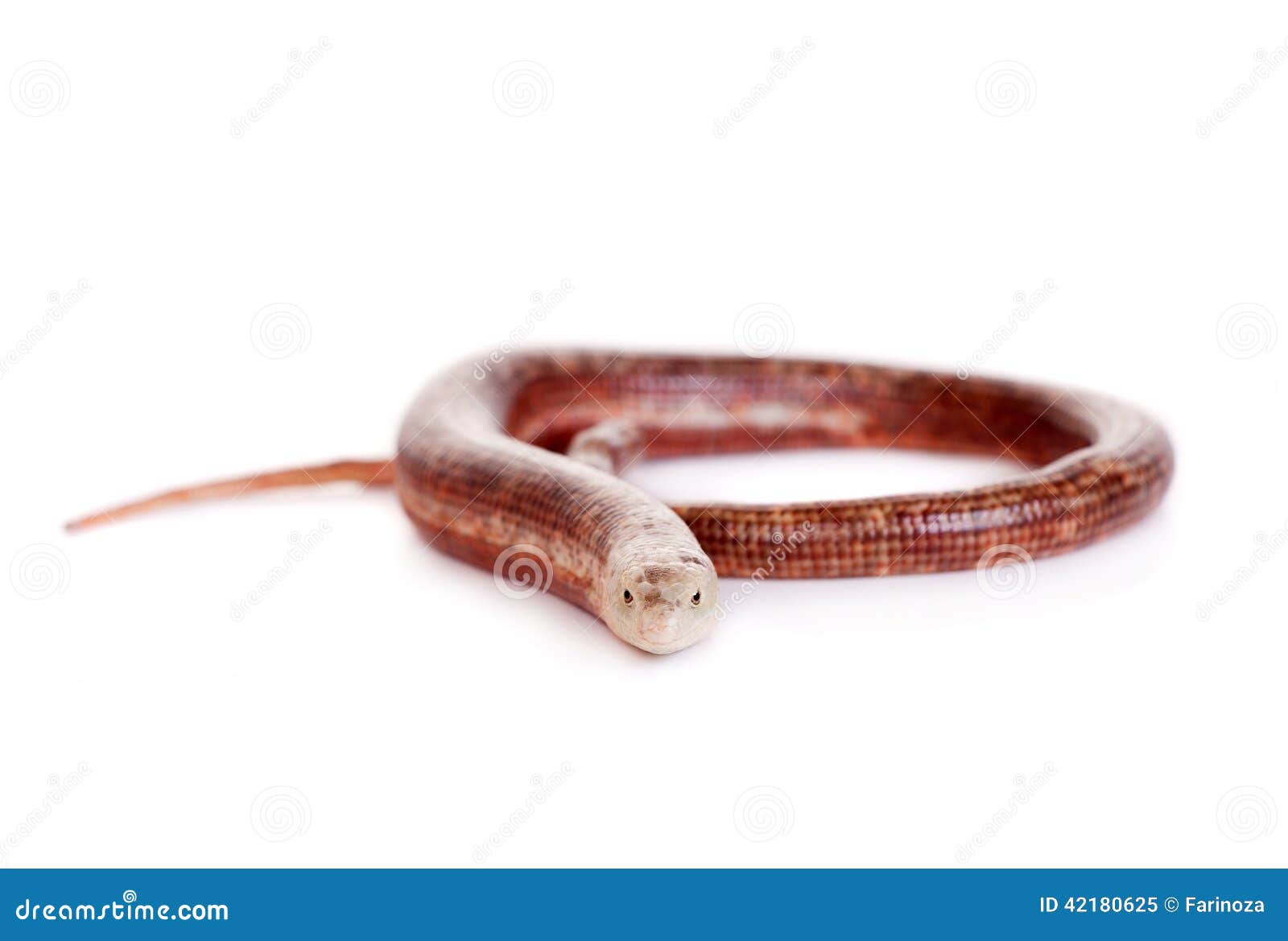 Legless Lizard Scheltopusik Is Scientifically Known As Pseudopus Apodus ...