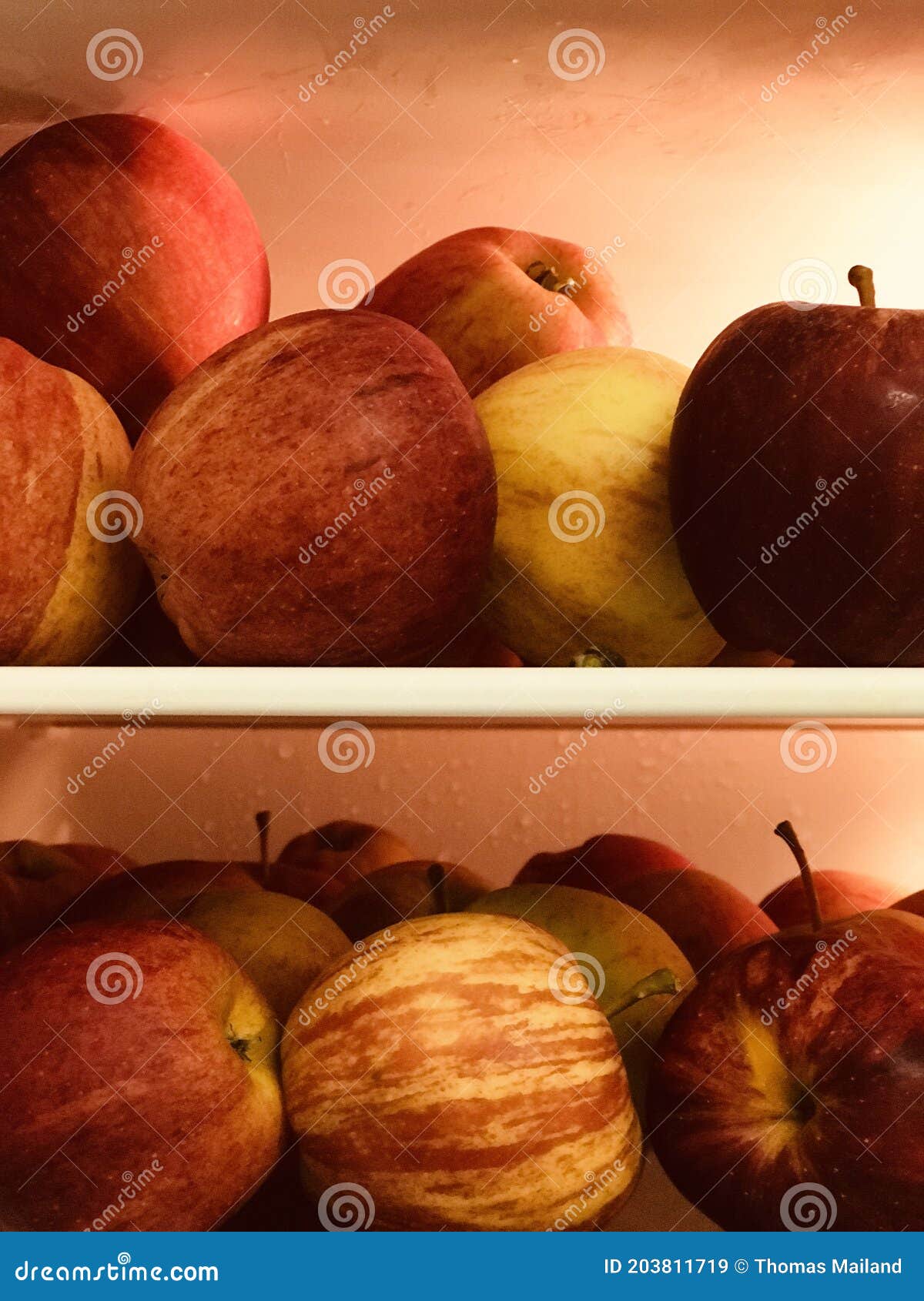 Shelves of Fresh Apples in the Fridge. Stock Image - Image of five ...