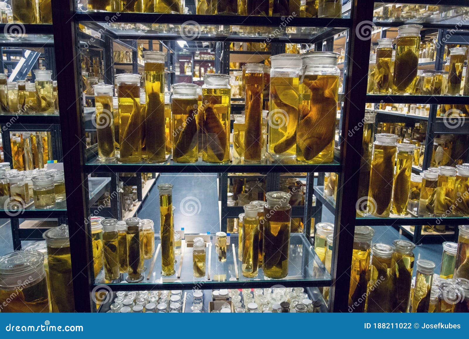Shelves with Various Animals Preserved in Formaldehyde Solution ...