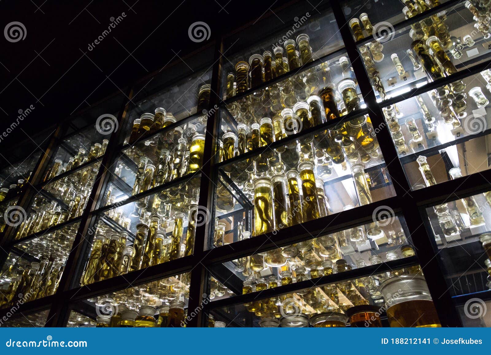 Shelves with Various Animals Preserved in Formaldehyde Solution ...