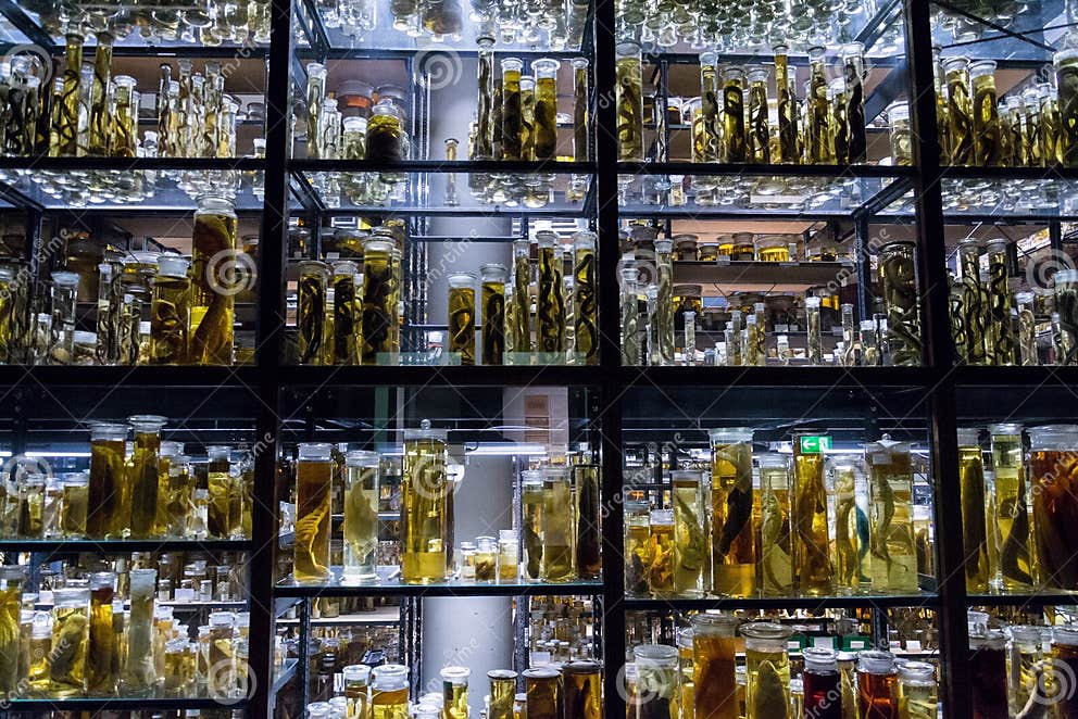 Shelves with Various Animals Preserved in Formaldehyde Solution ...
