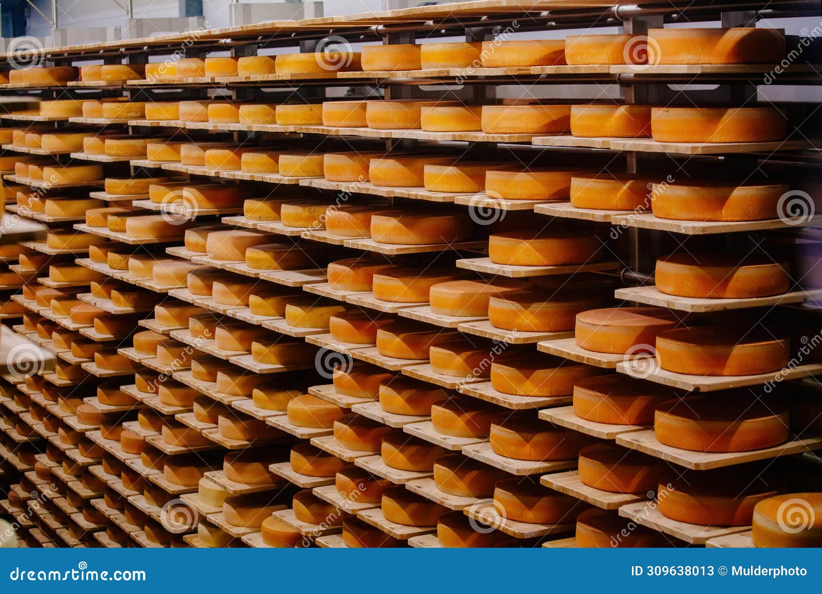 Shelves with Wheels of Cheese at Cheese Warehouse Stock Image - Image ...