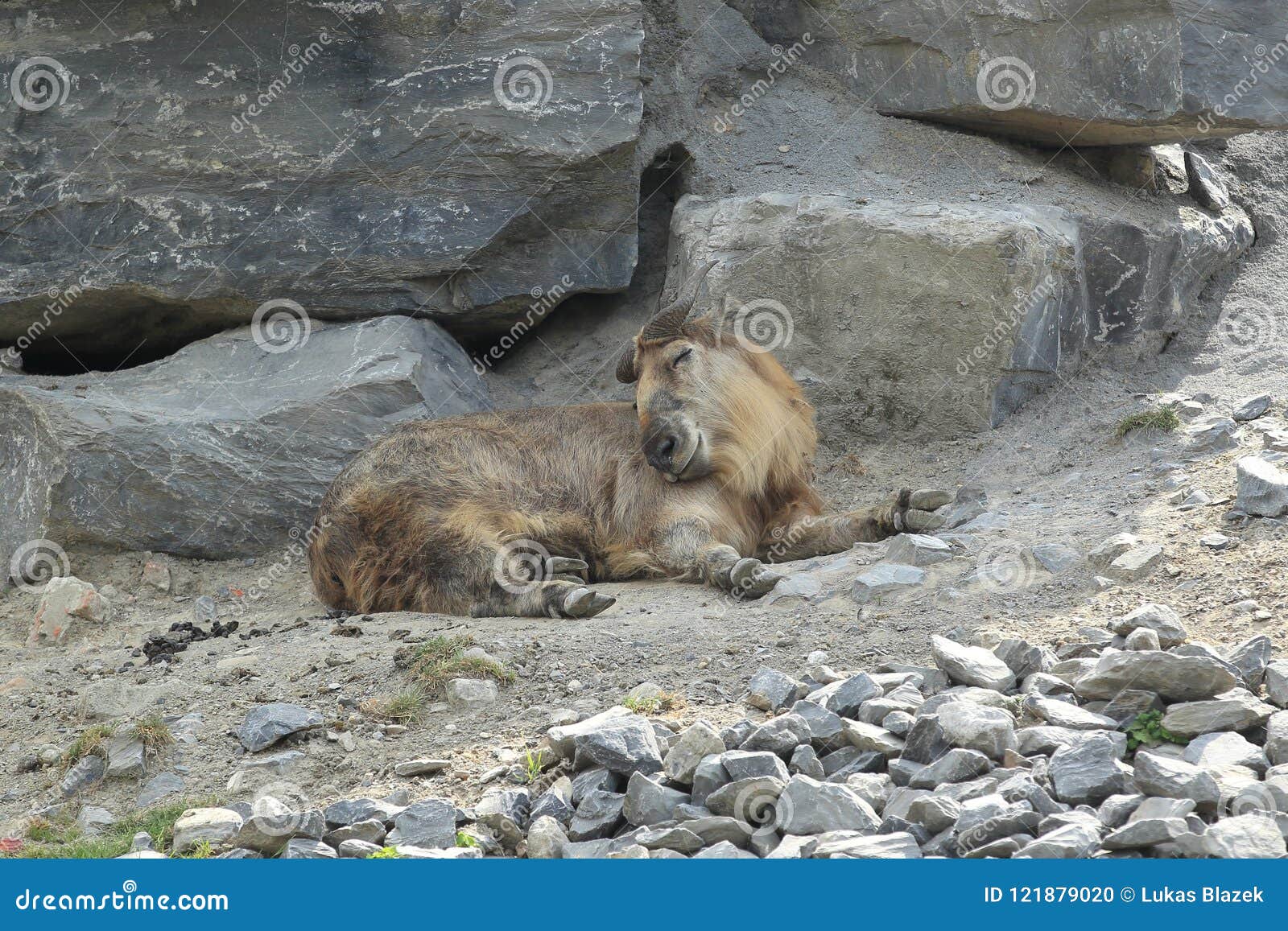 Shensi takin stock photo. Image of golden, nature, animal - 121879020