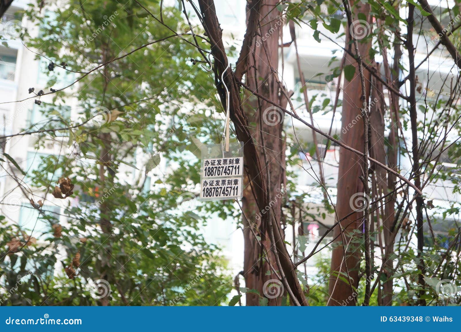 Shenzhen, China: Hanging from a Tree in the Small Ads Editorial Stock ...