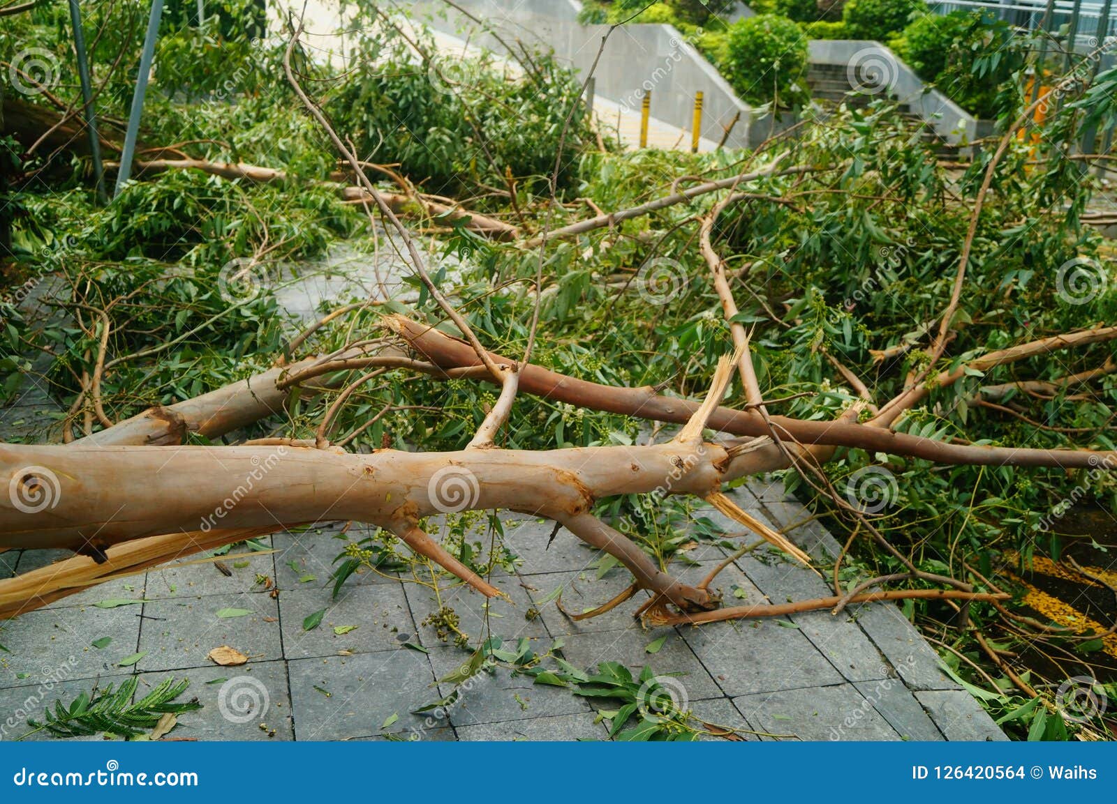 Shenzhen, China: Trees Hit by a Typhoon on a Sidewalk Stock Photo ...
