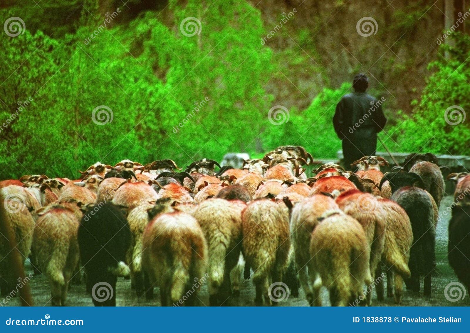 Shepard Leads a Flock of Sheep Stock Photo - Image of managing, trust ...