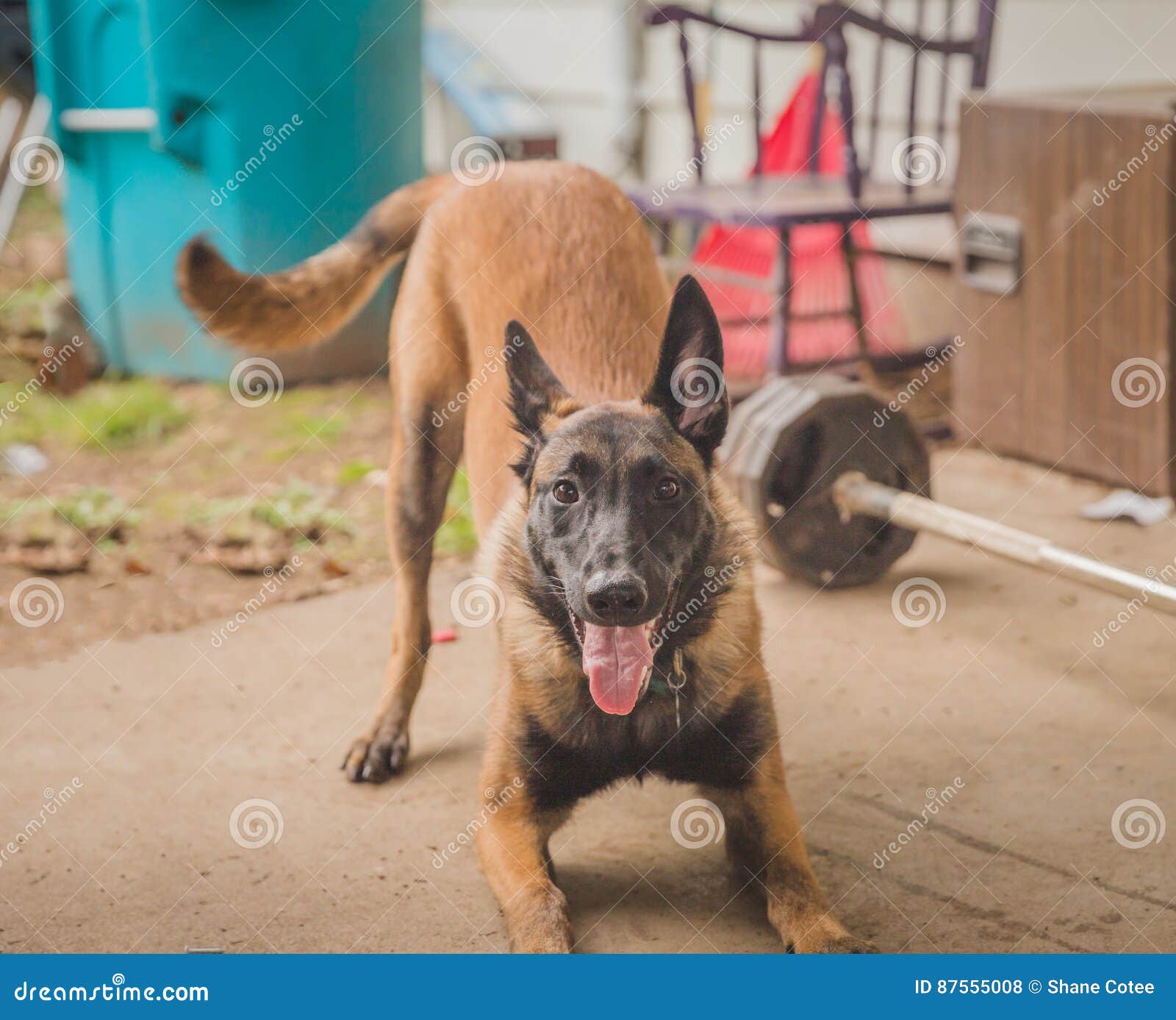 Shepard Puppy Playing Outside Stock Photo - Image of bodyguard, hair ...